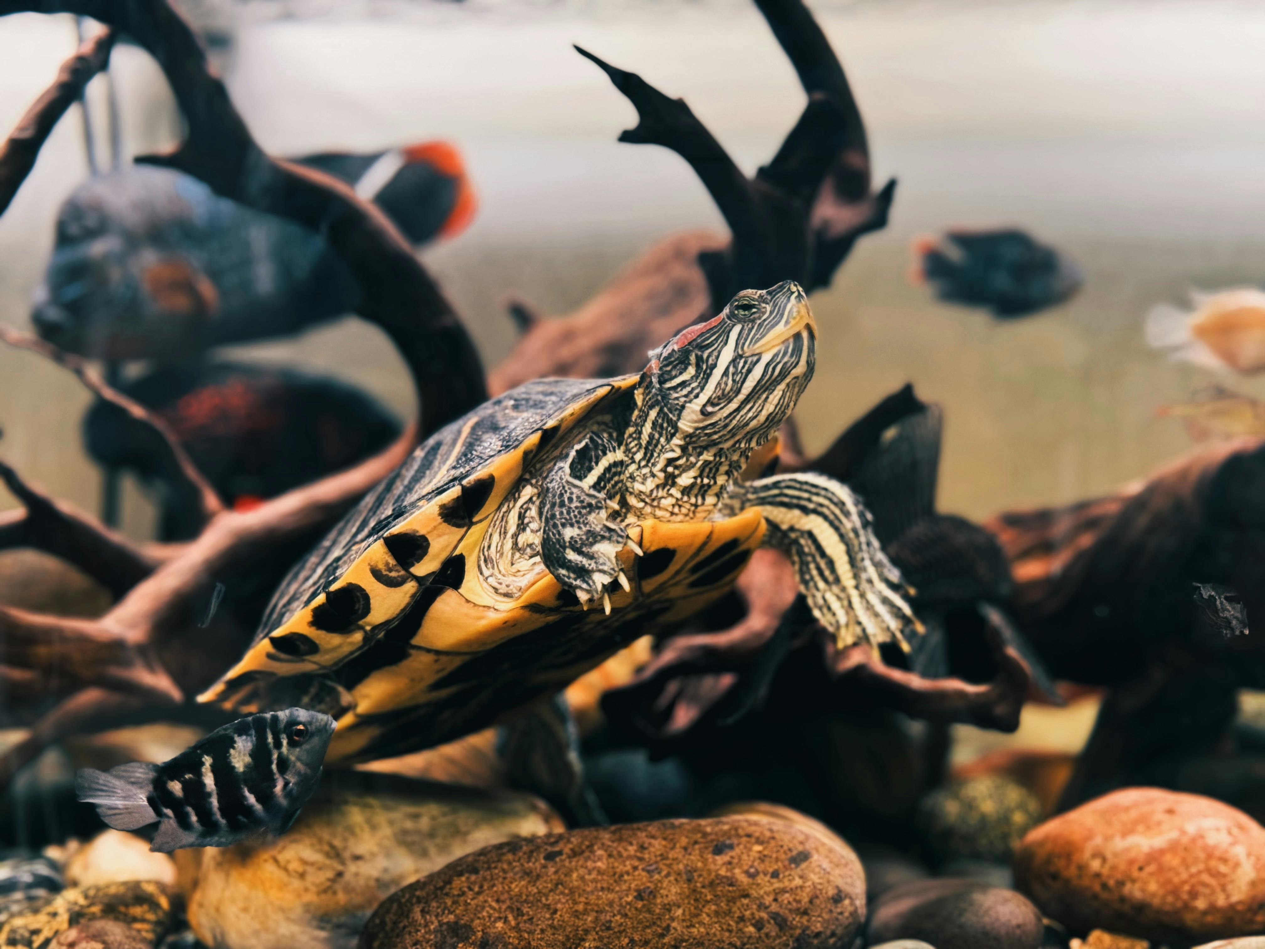 Kraan Shell Photos, Download The BEST Free Kraan Shell Stock Photos ...