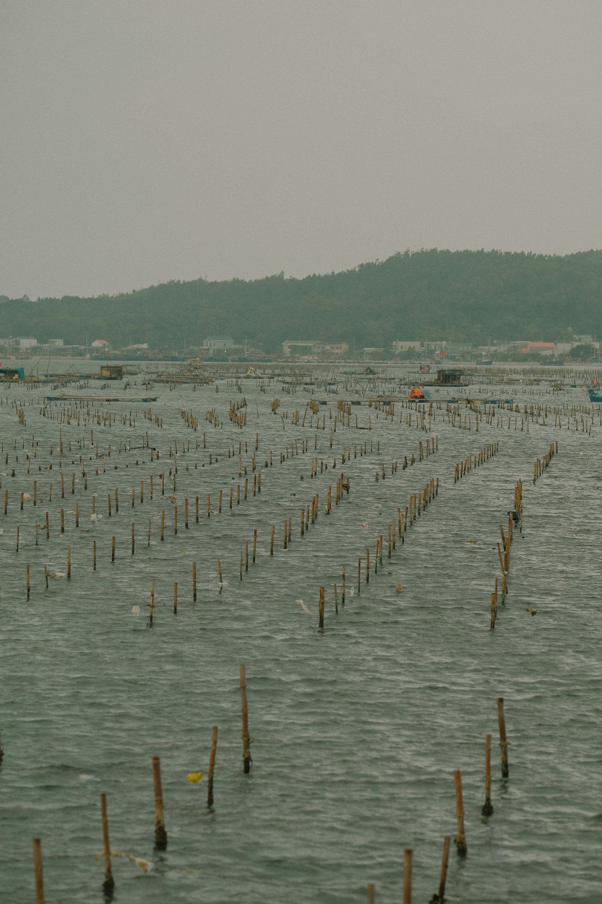 Wooden Poles in Water · Free Stock Photo