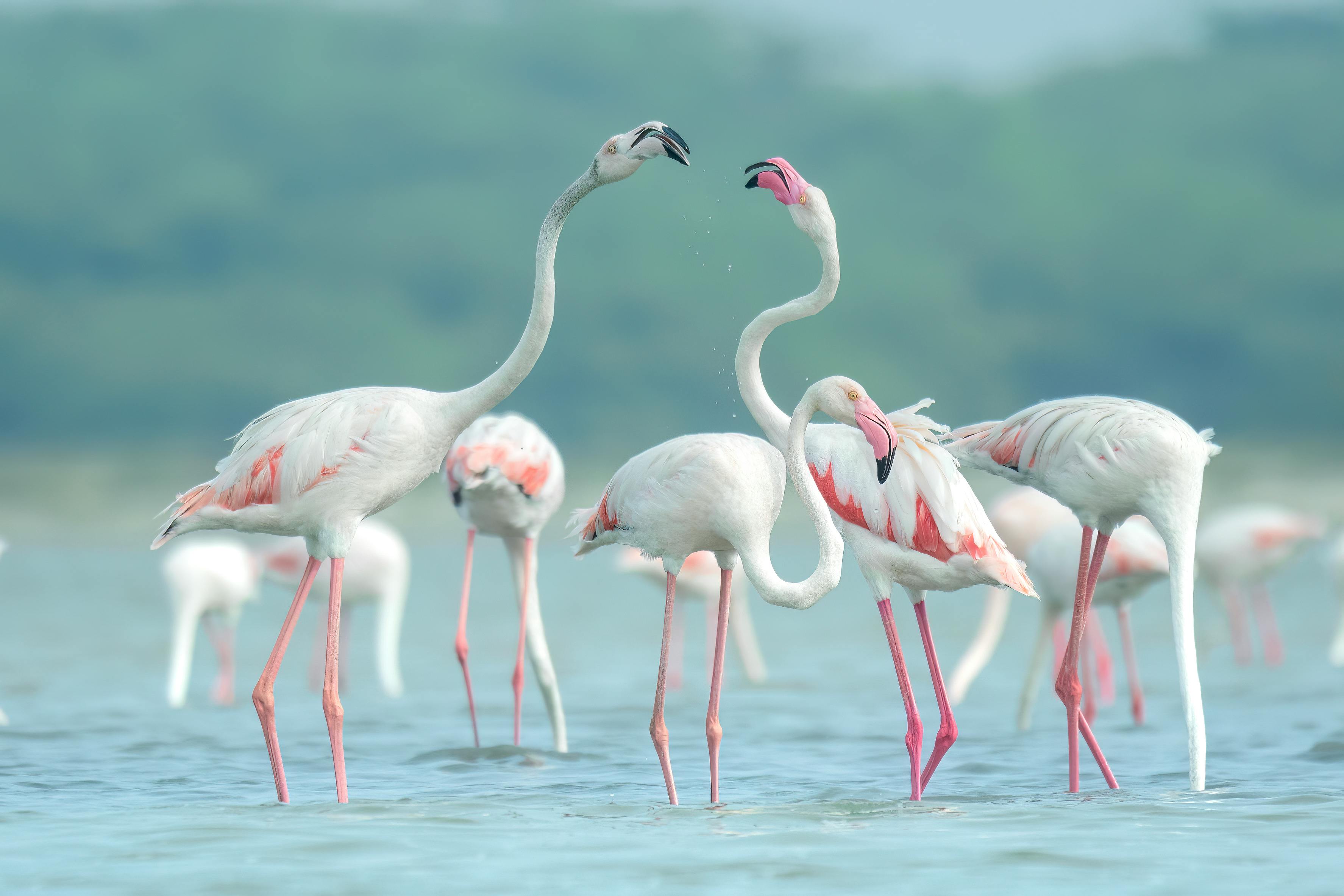 Grayscale Photo of Flamingos · Free Stock Photo