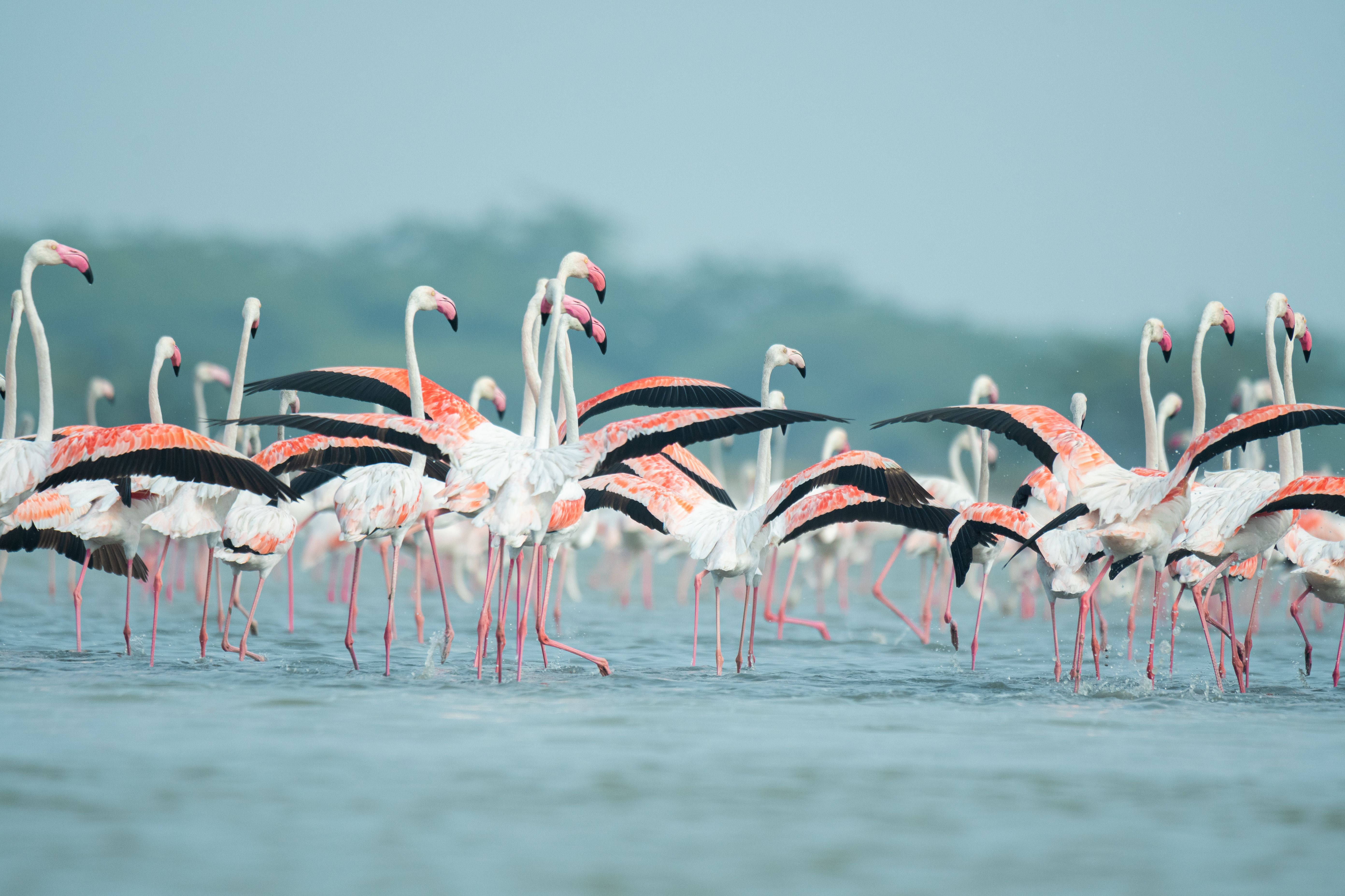 Flock of Flamingos in Water · Free Stock Photo