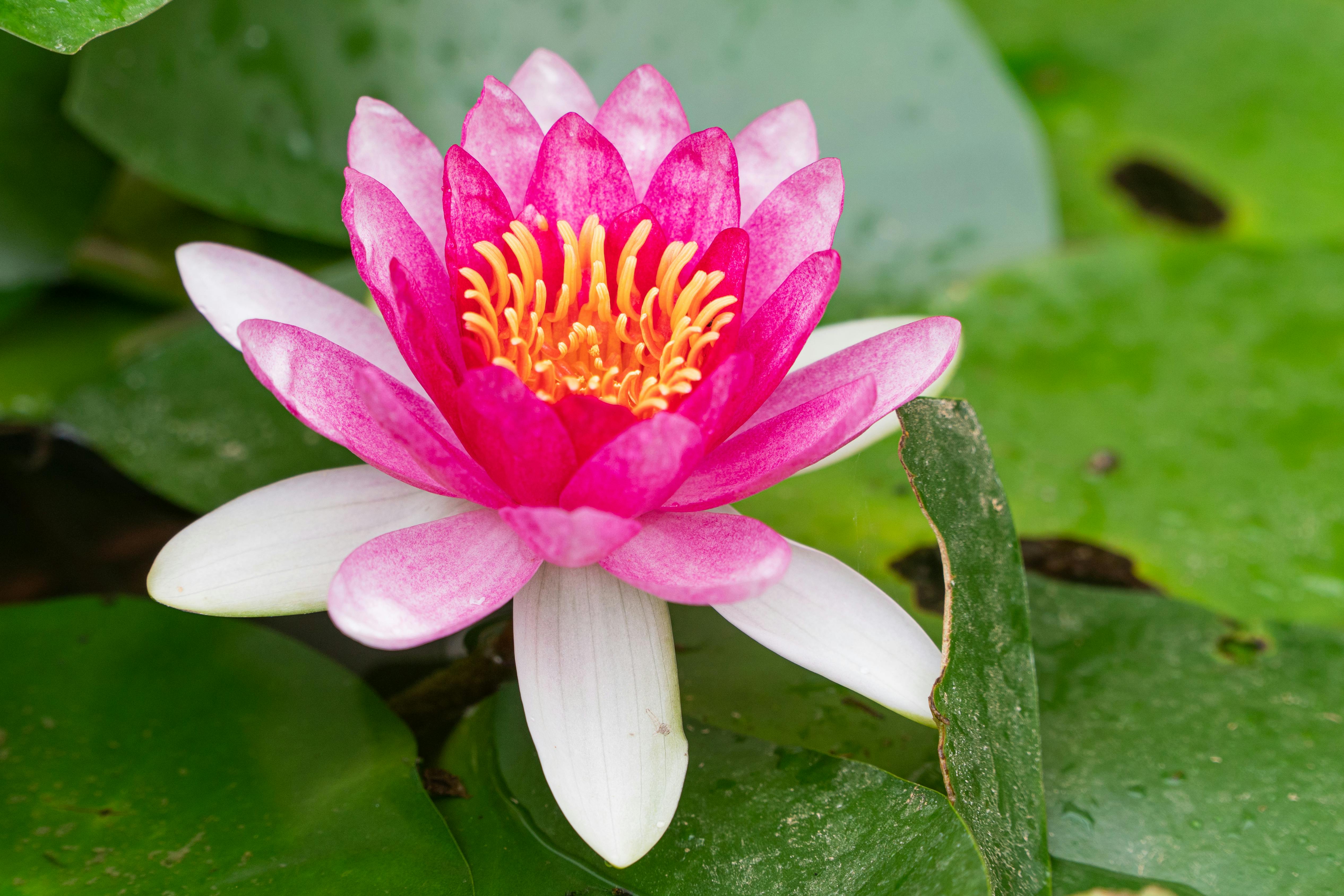 Lily Dupa Photos, Download The BEST Free Lily Dupa Stock Photos & HD Images