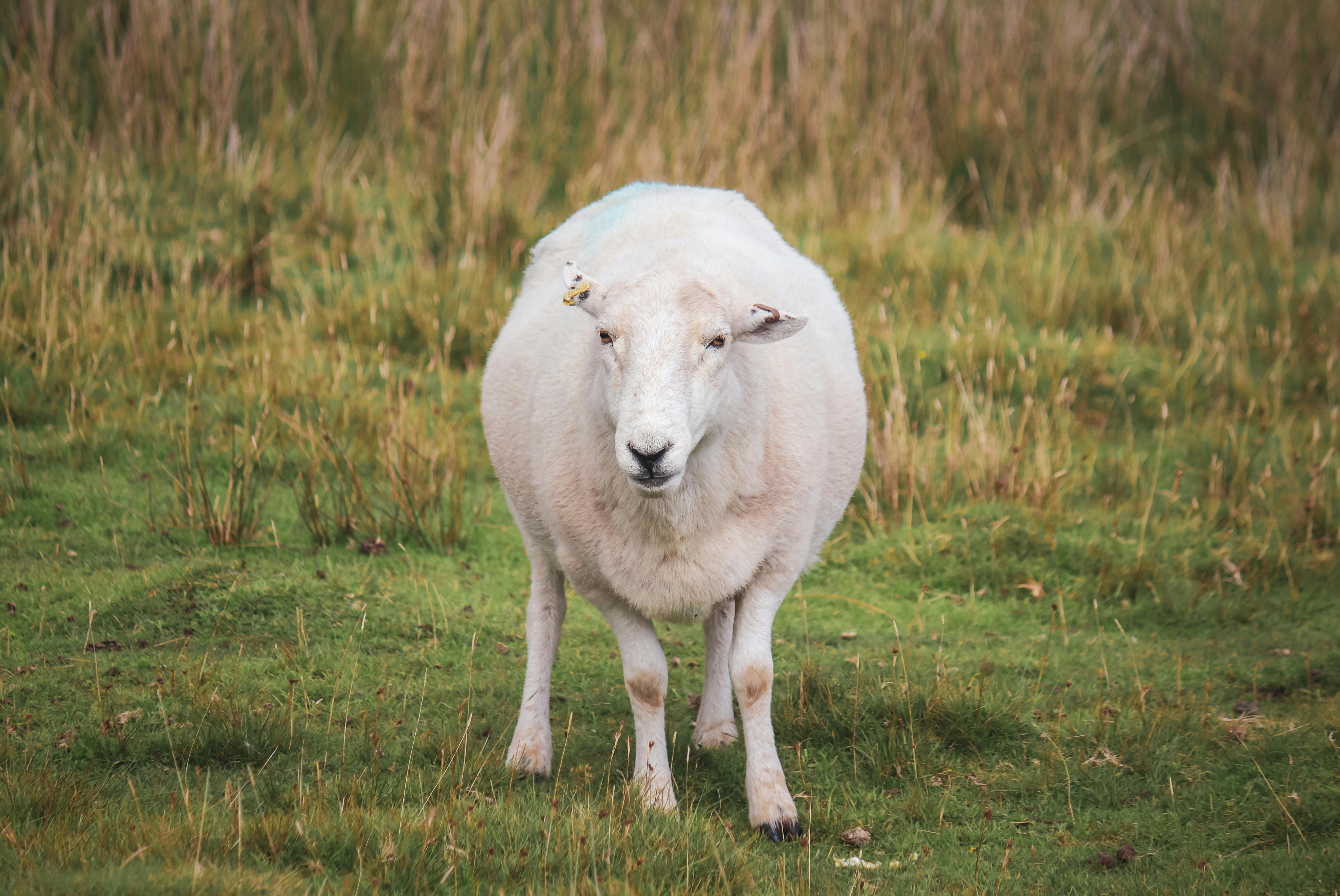 Farm Sim Backgrounds Photos, Download The BEST Free Farm Sim ...