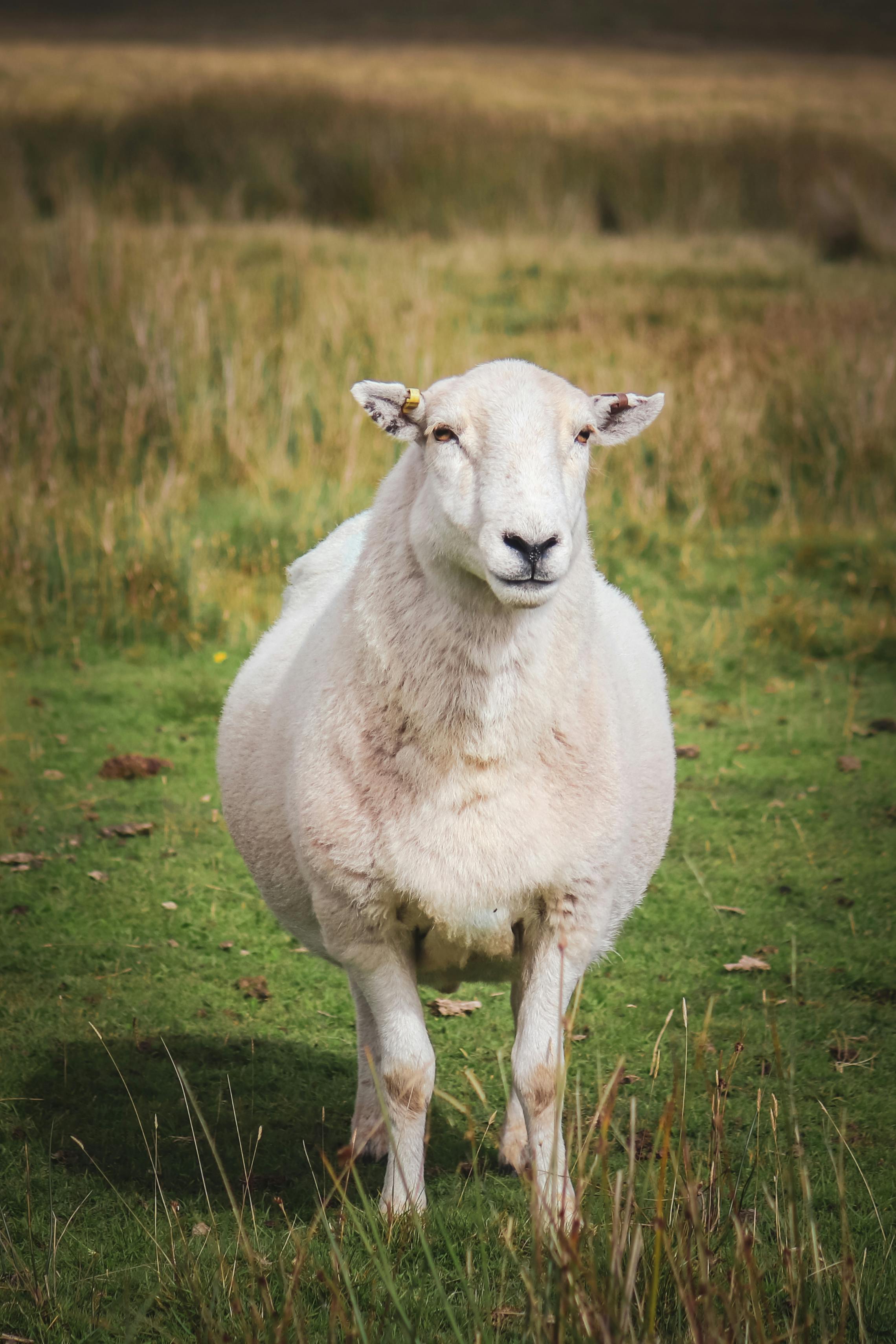White Sheep On Grass · Free Stock Photo