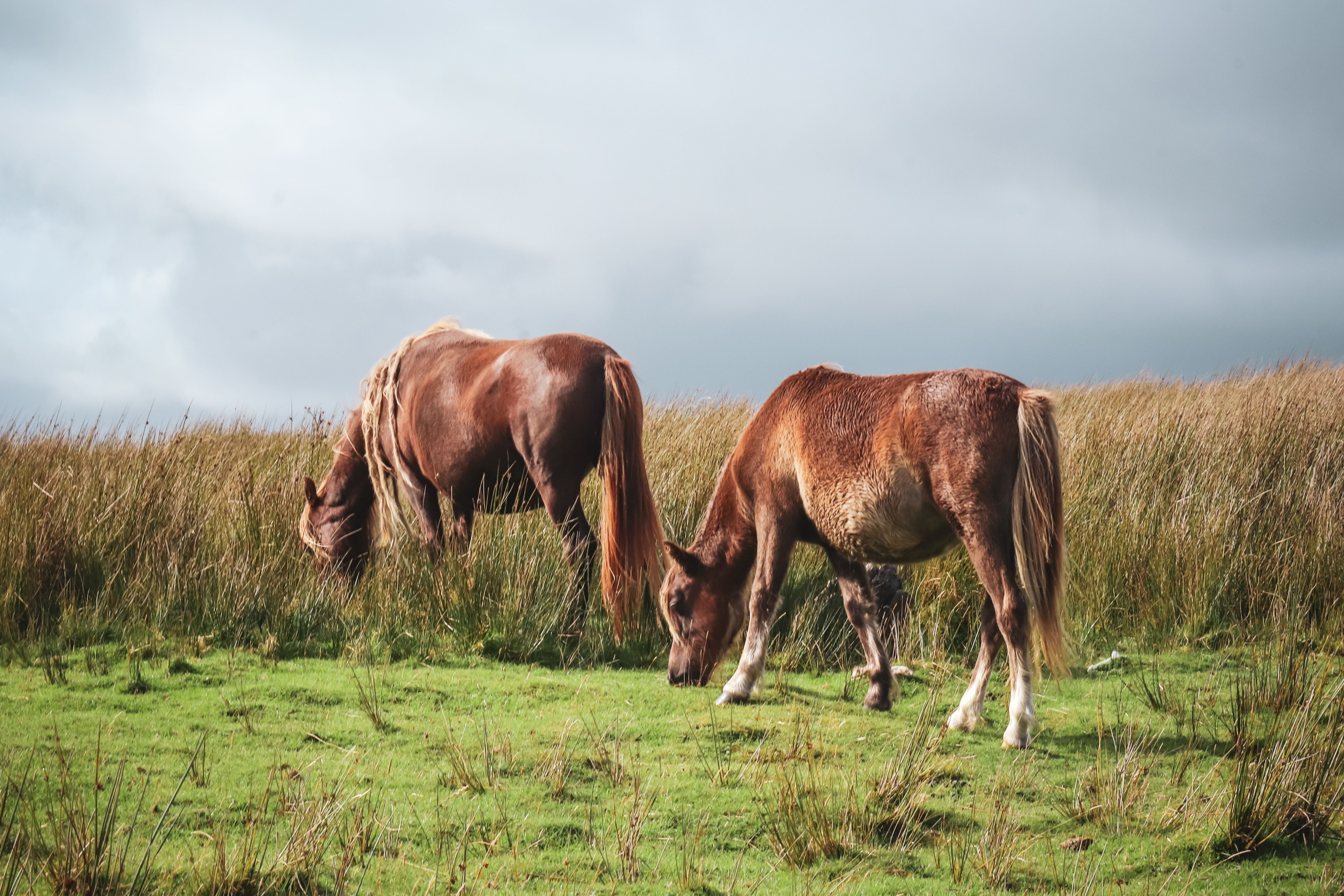 Two horses grazing in a field · Free Stock Photo