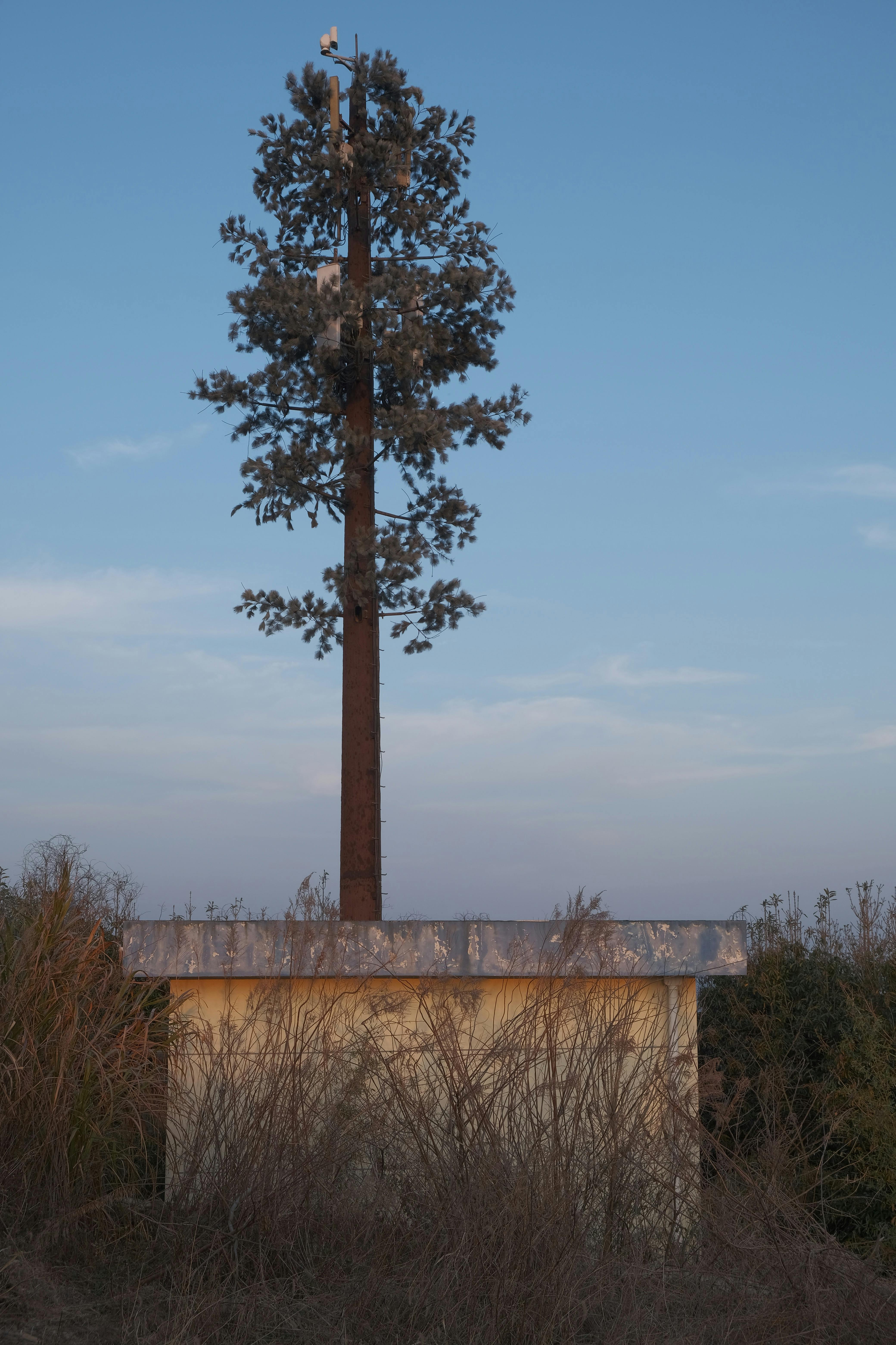 A Pole Standing In the Field Disguised As a Tree · Free Stock Photo