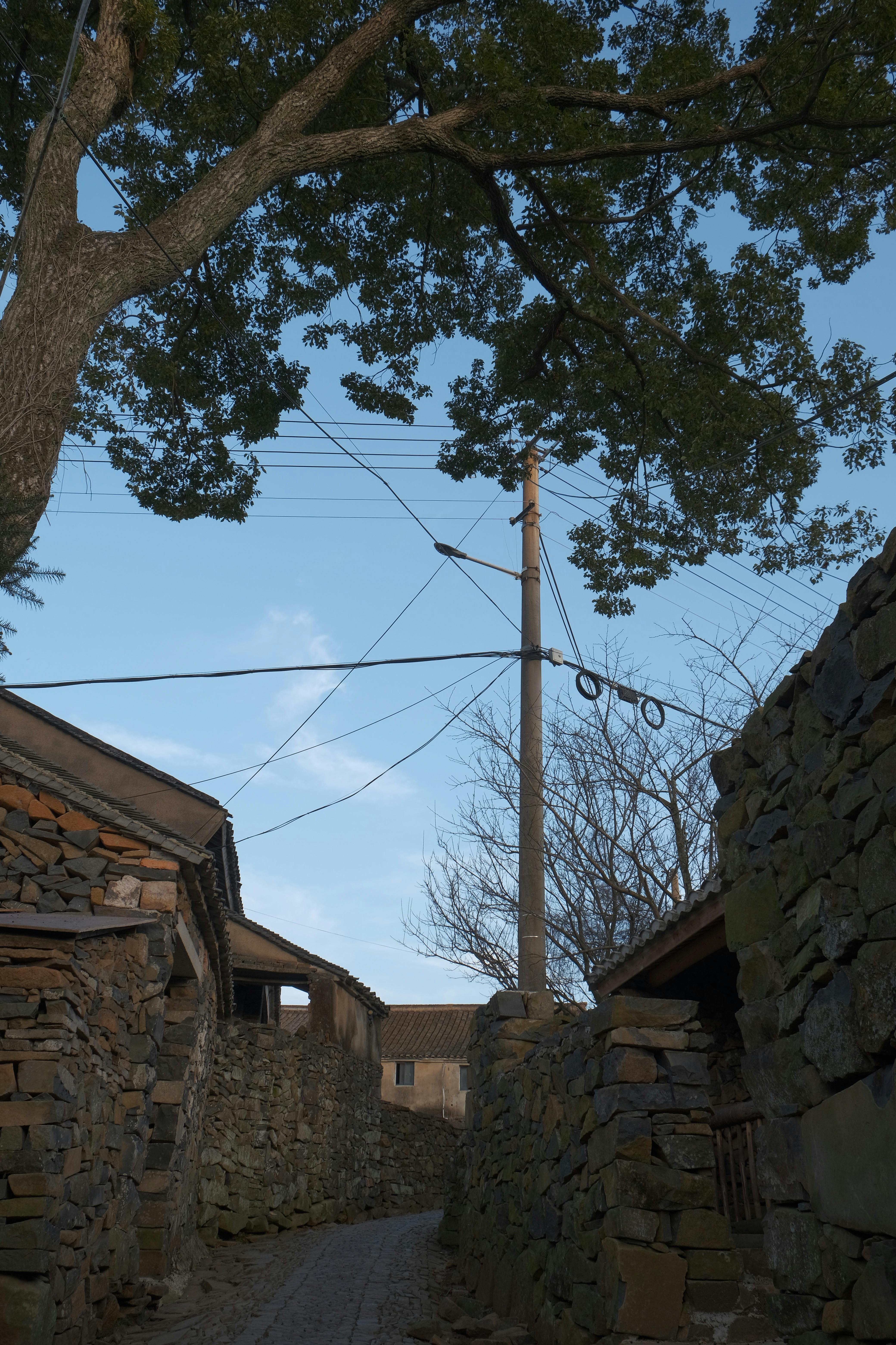 A stone wall with a tree and telephone wires · Free Stock Photo