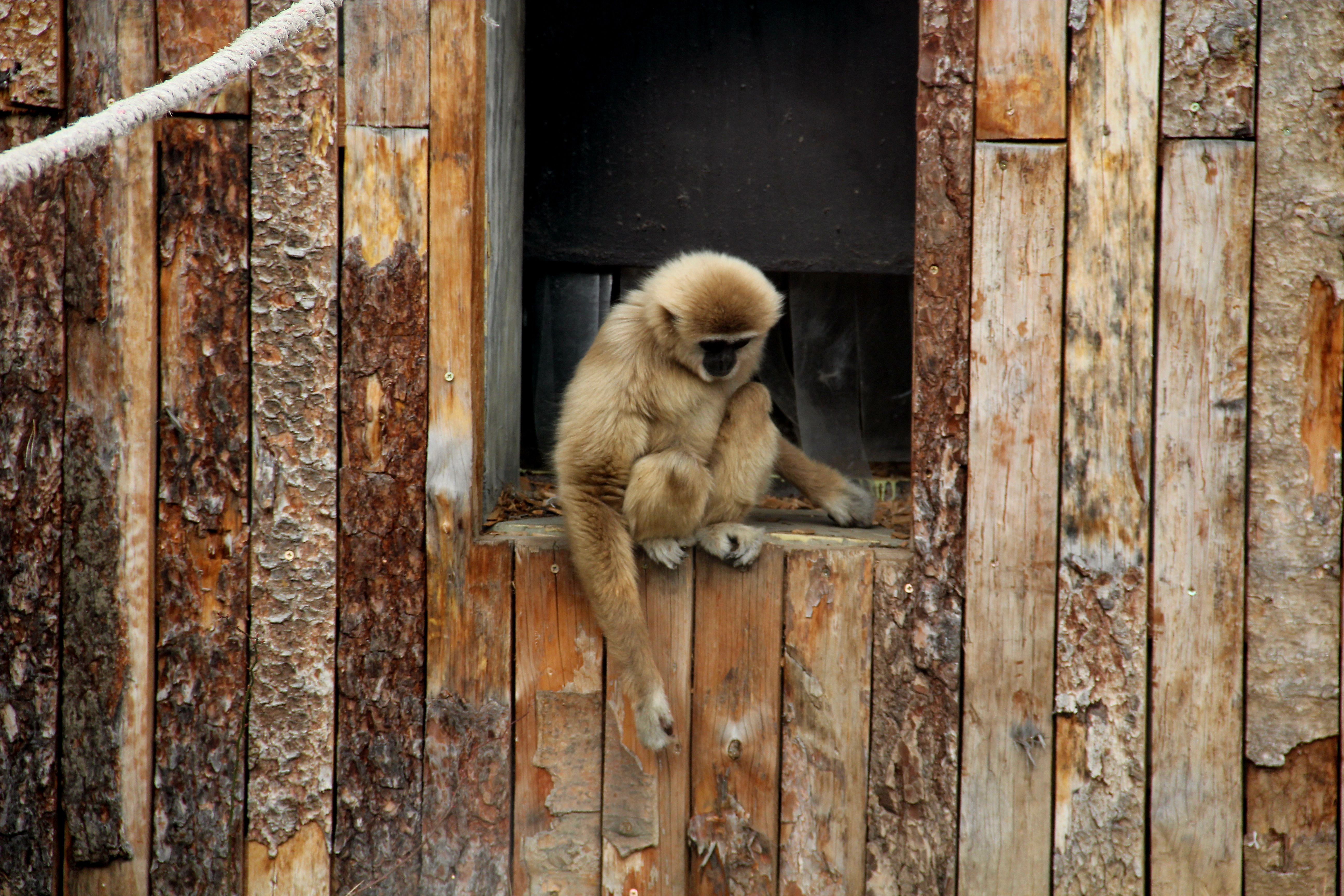 A Monkey Sitting in a Window · Free Stock Photo
