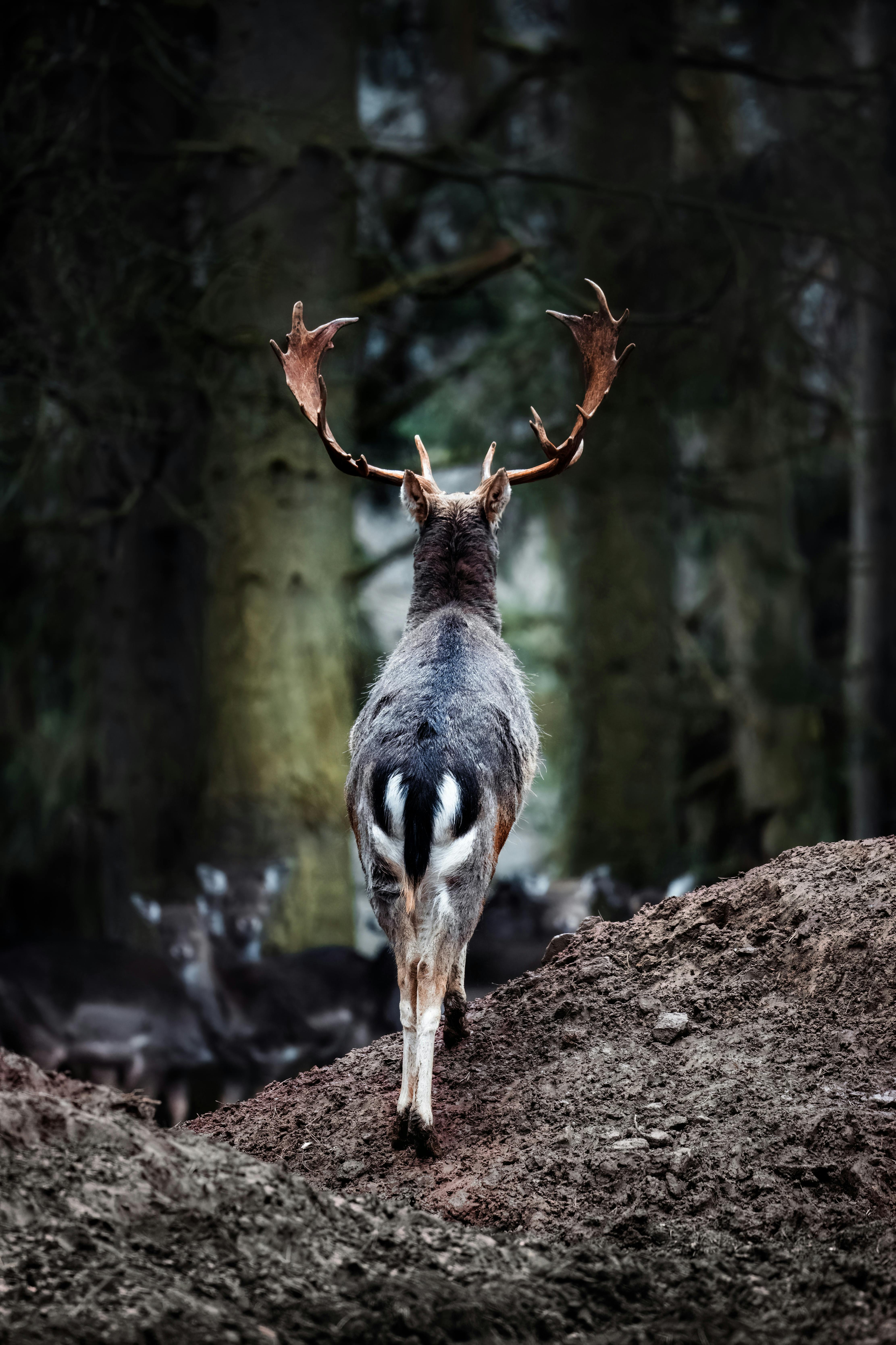 Deer Rearing Photos, Download The BEST Free Deer Rearing Stock Photos ...