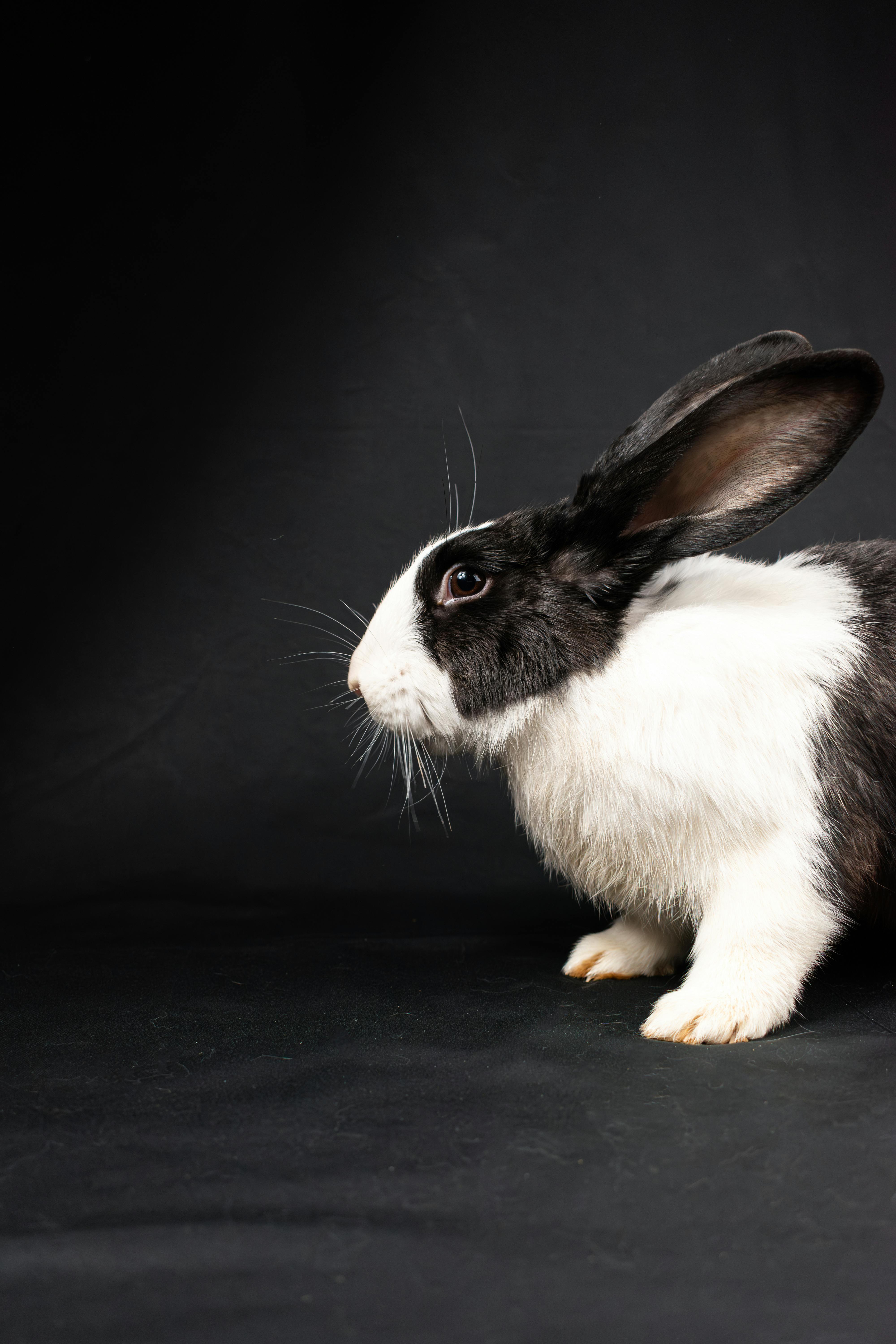 Photo of a Black and White Domestic Rabbit · Free Stock Photo