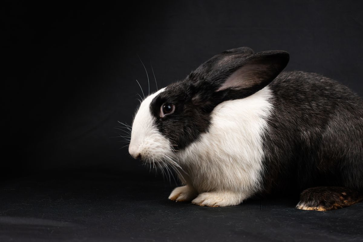 Rabbit Side View Photos, Download The BEST Free Rabbit Side View Stock ...