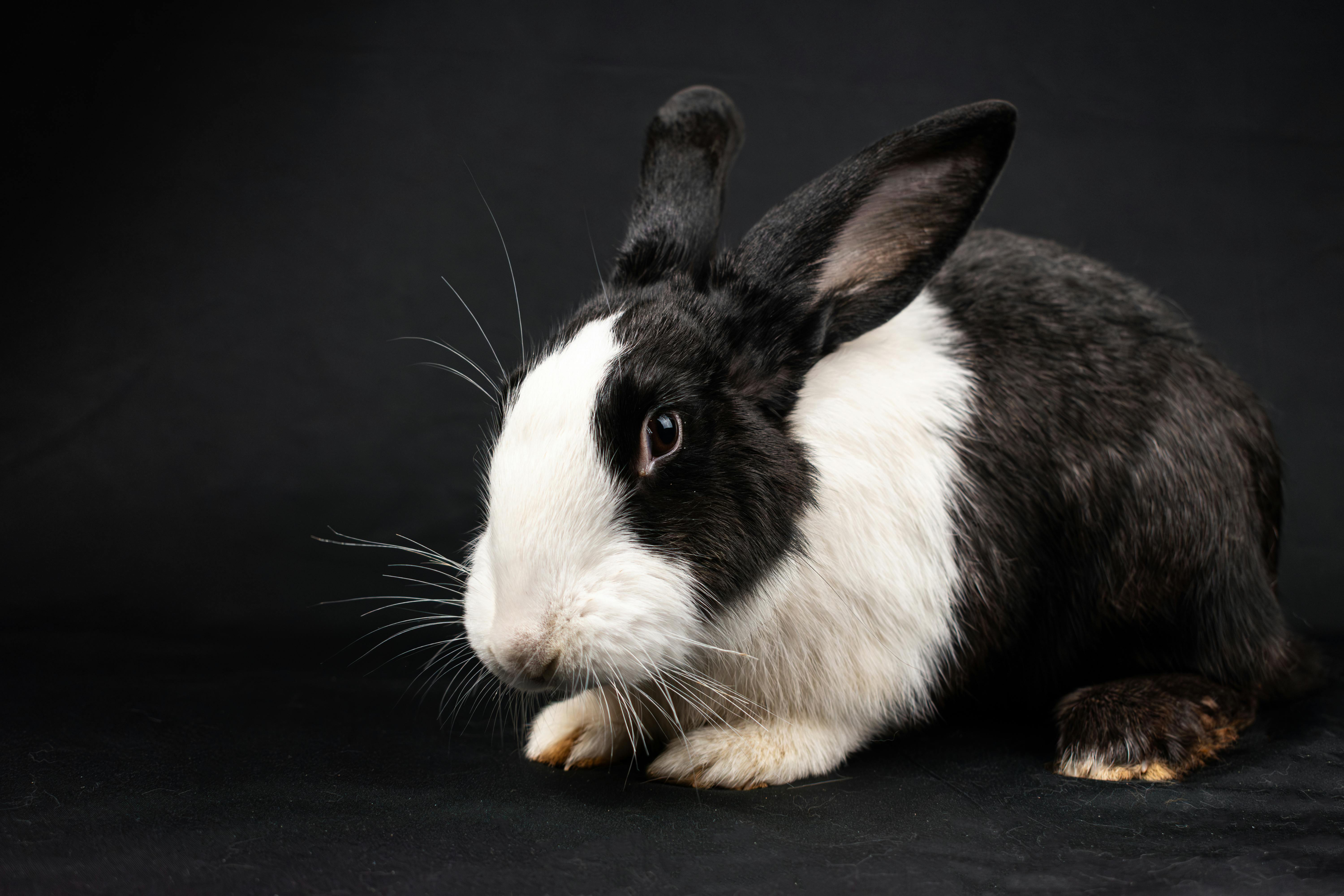 Tuxedo Sitting Rabbit · Free Stock Photo