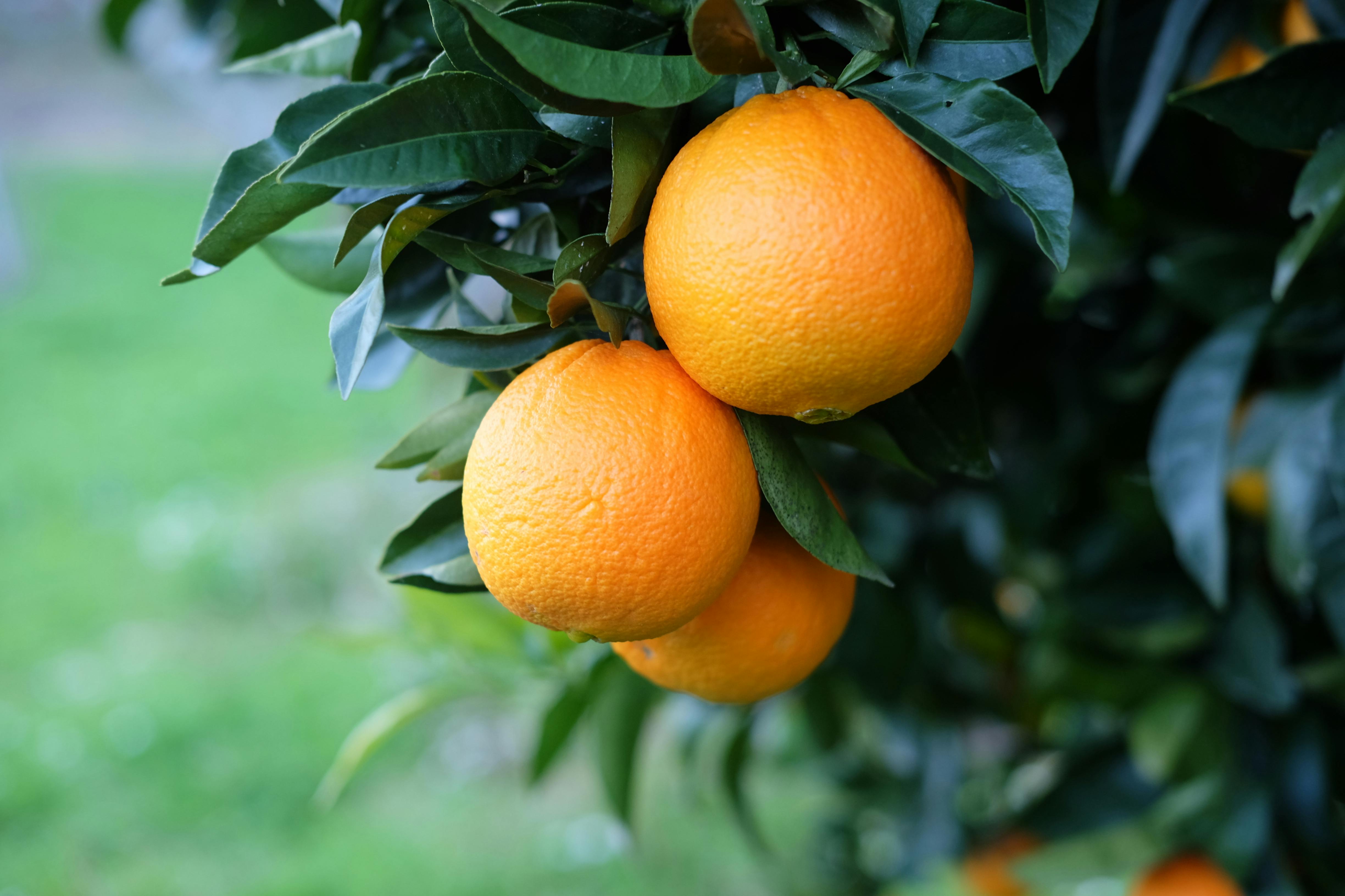 Oranges on a Branch in the Orchard · Free Stock Photo
