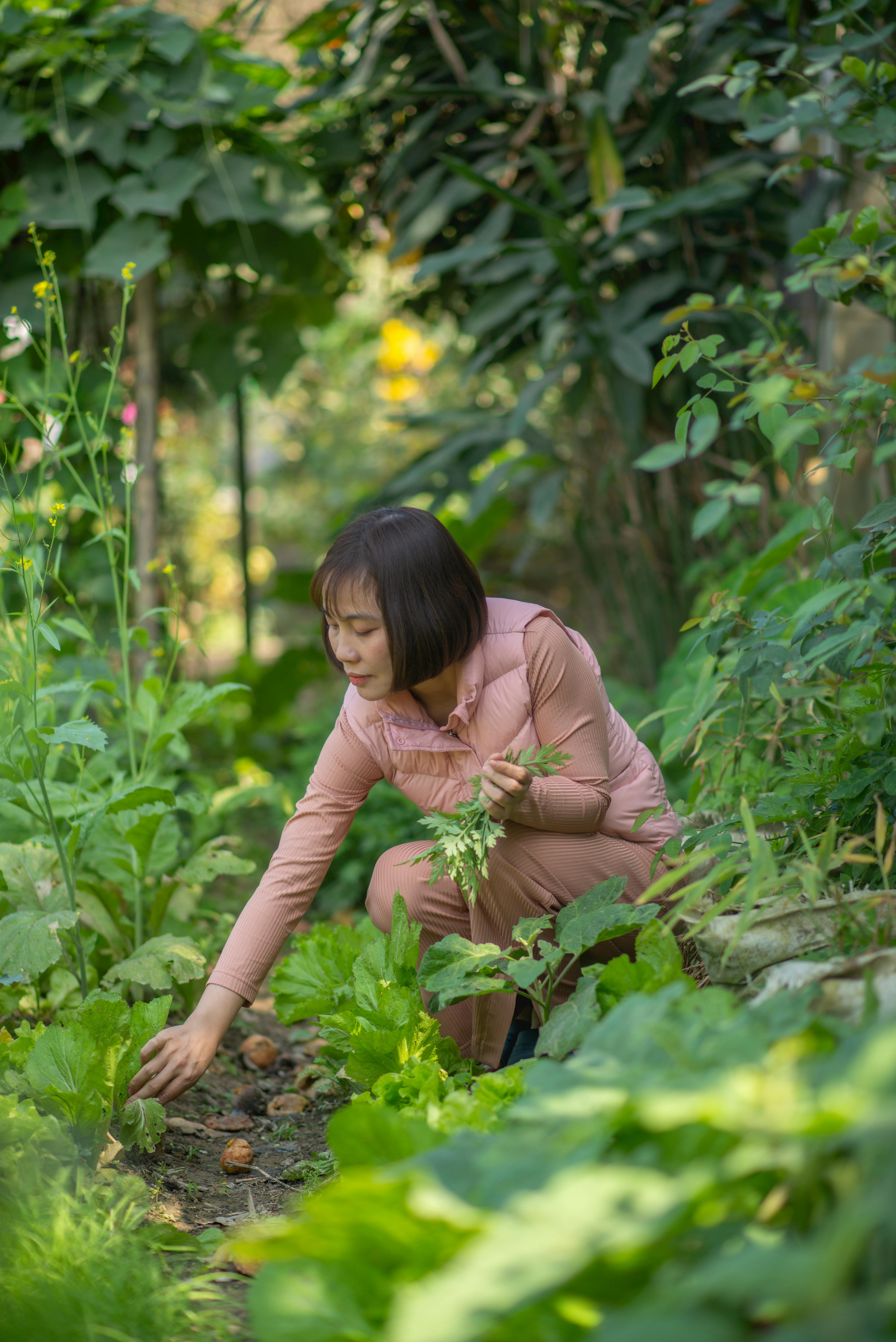 Foto de stock gratuita sobre agazapado, bosque, madera, plantas, tiro ...