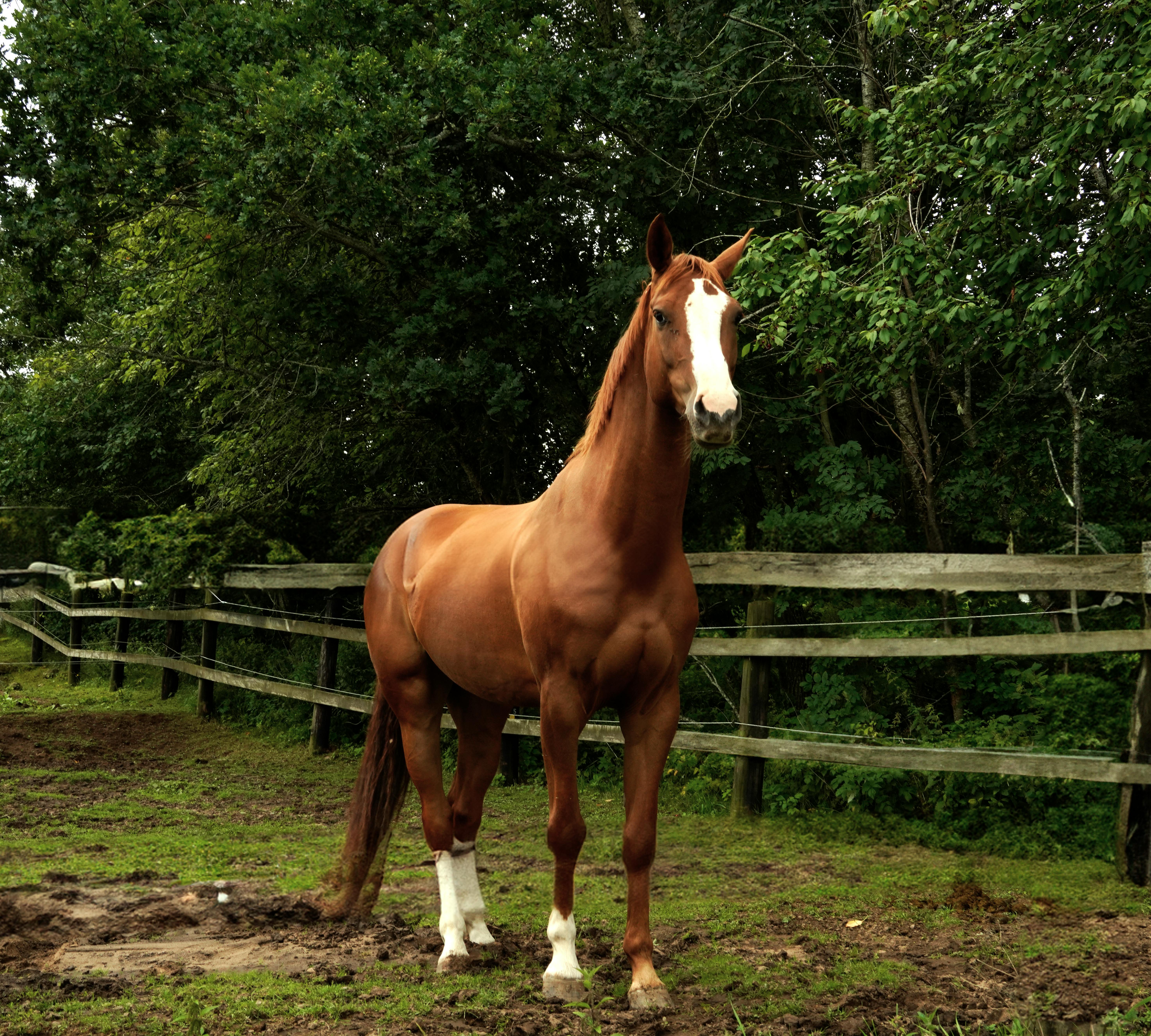 Back View of a White Horse · Free Stock Photo
