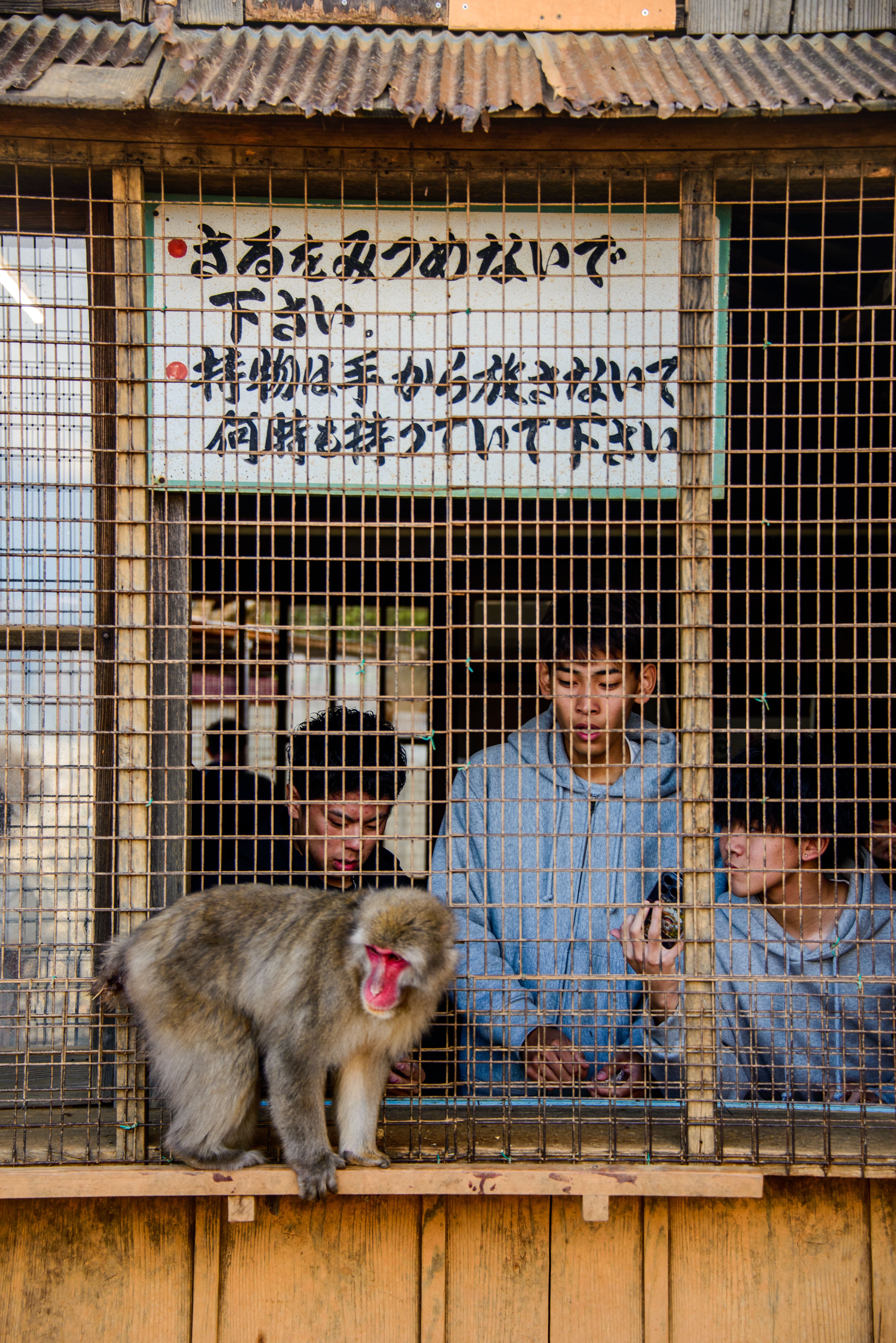 Kids Watching a Monkey Through the Net · Free Stock Photo