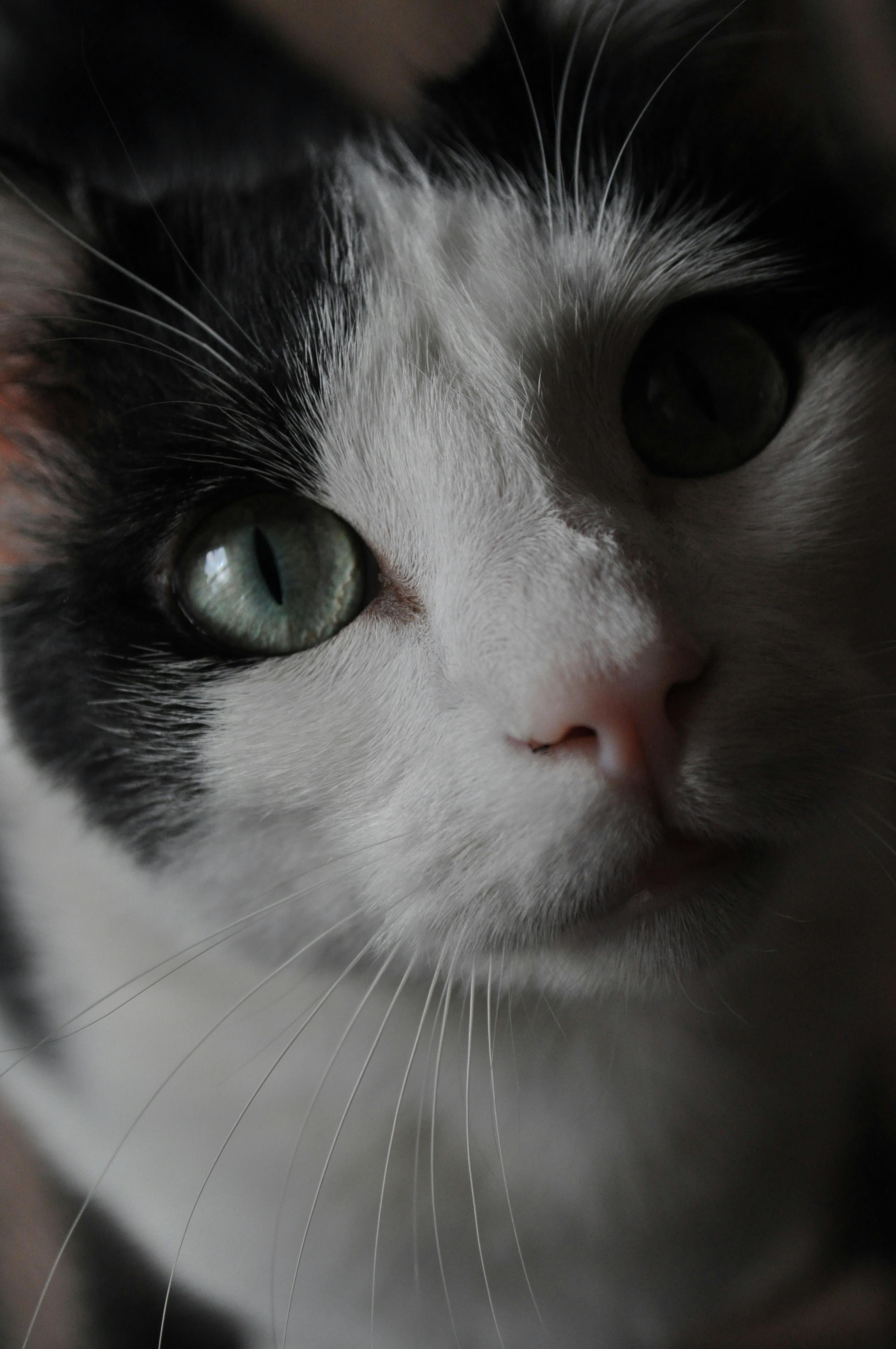 Black and White Cat Head · Free Stock Photo