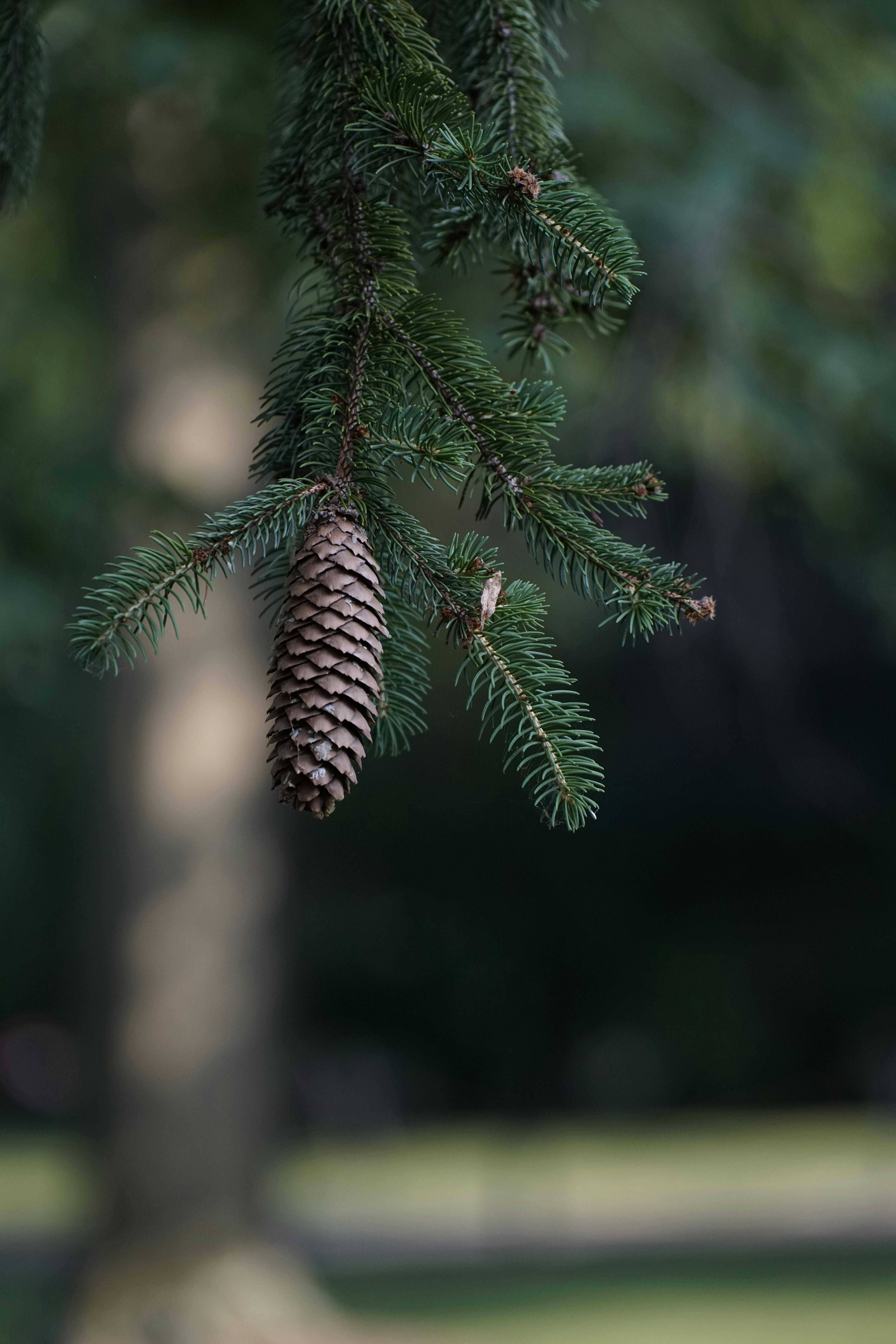 Cone Effect Photos, Download The BEST Free Cone Effect Stock Photos ...