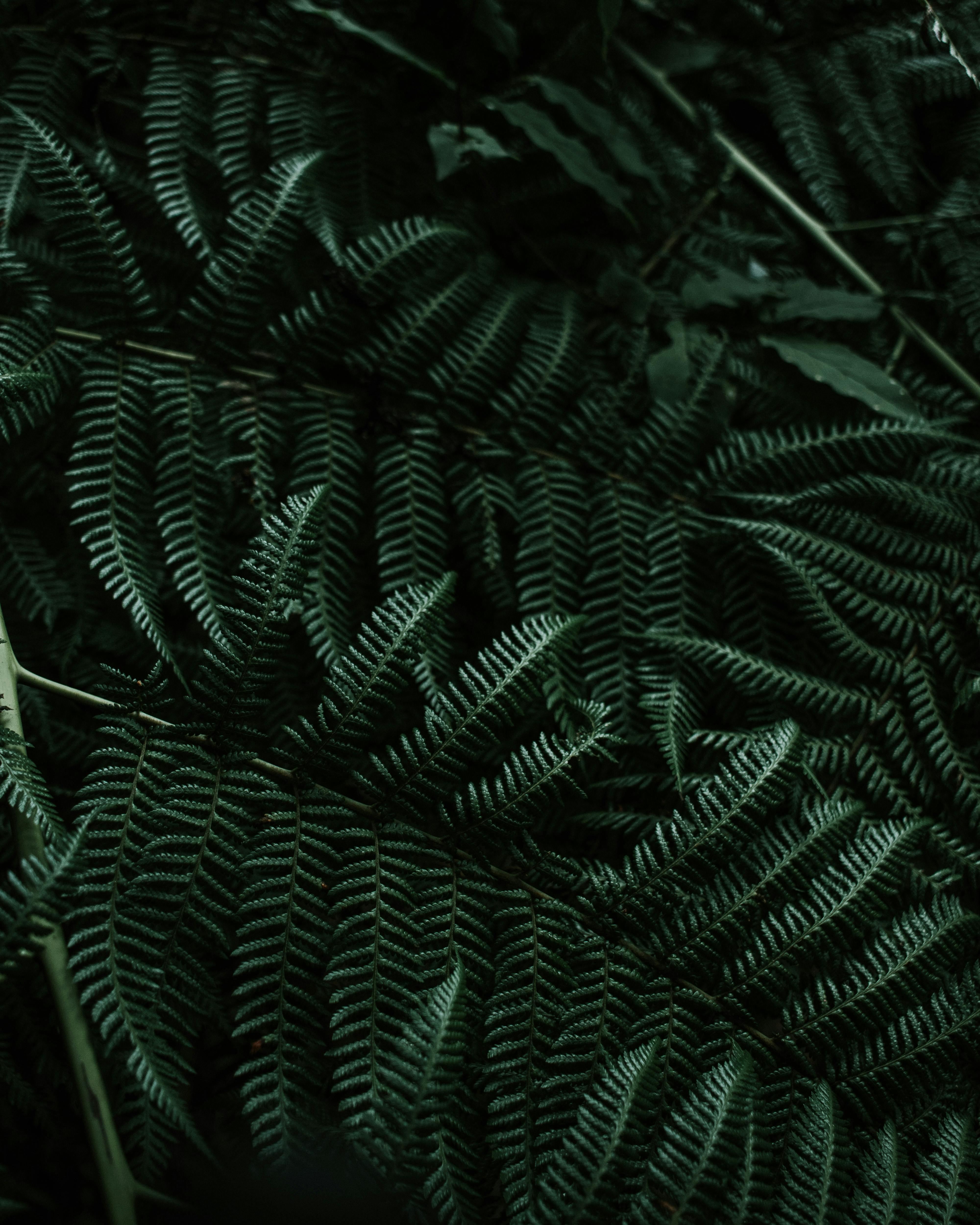 Close-up of Dark Green Fern Leaves · Free Stock Photo