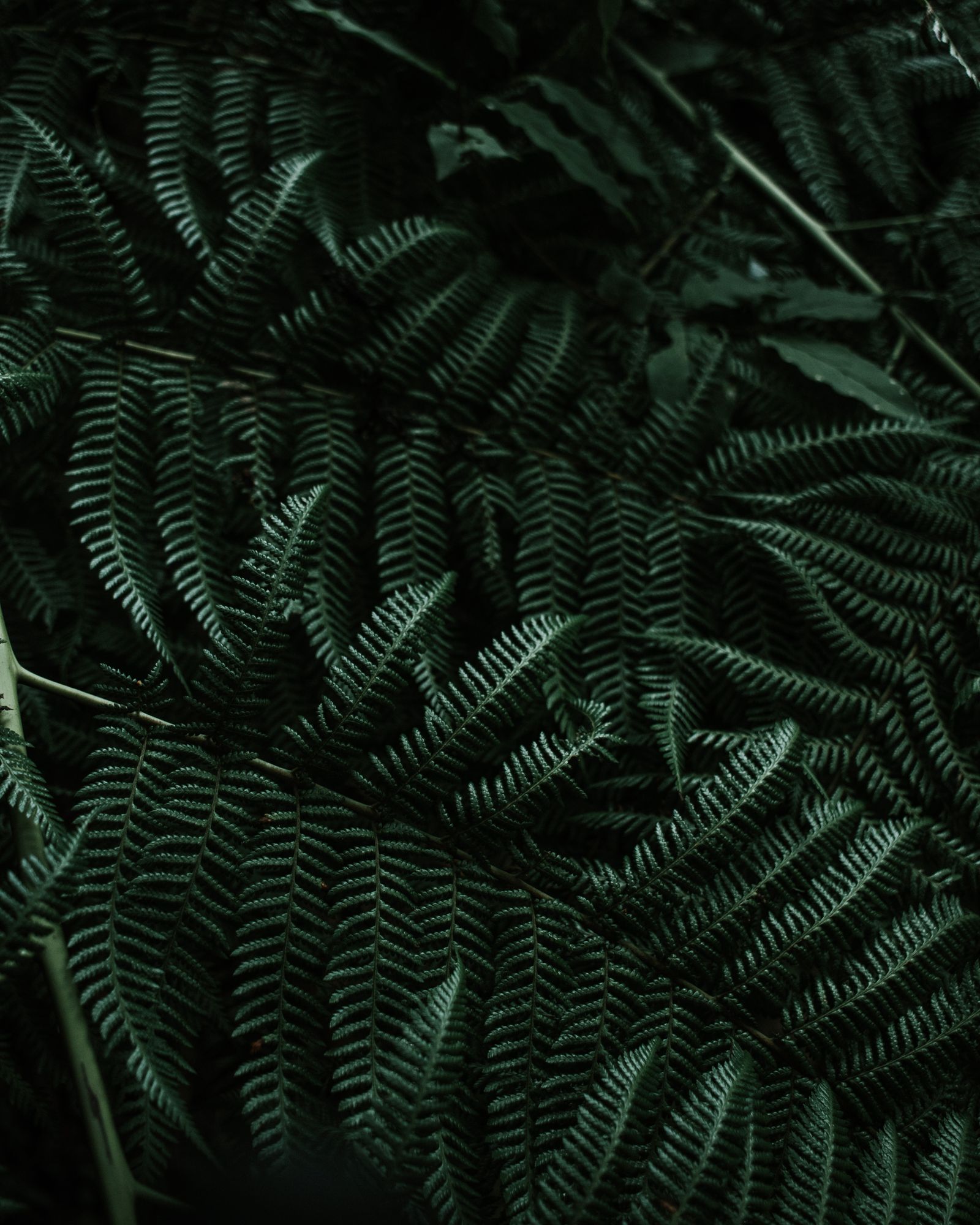 Green Background Photos, Download The BEST Free Green Background Stock ...