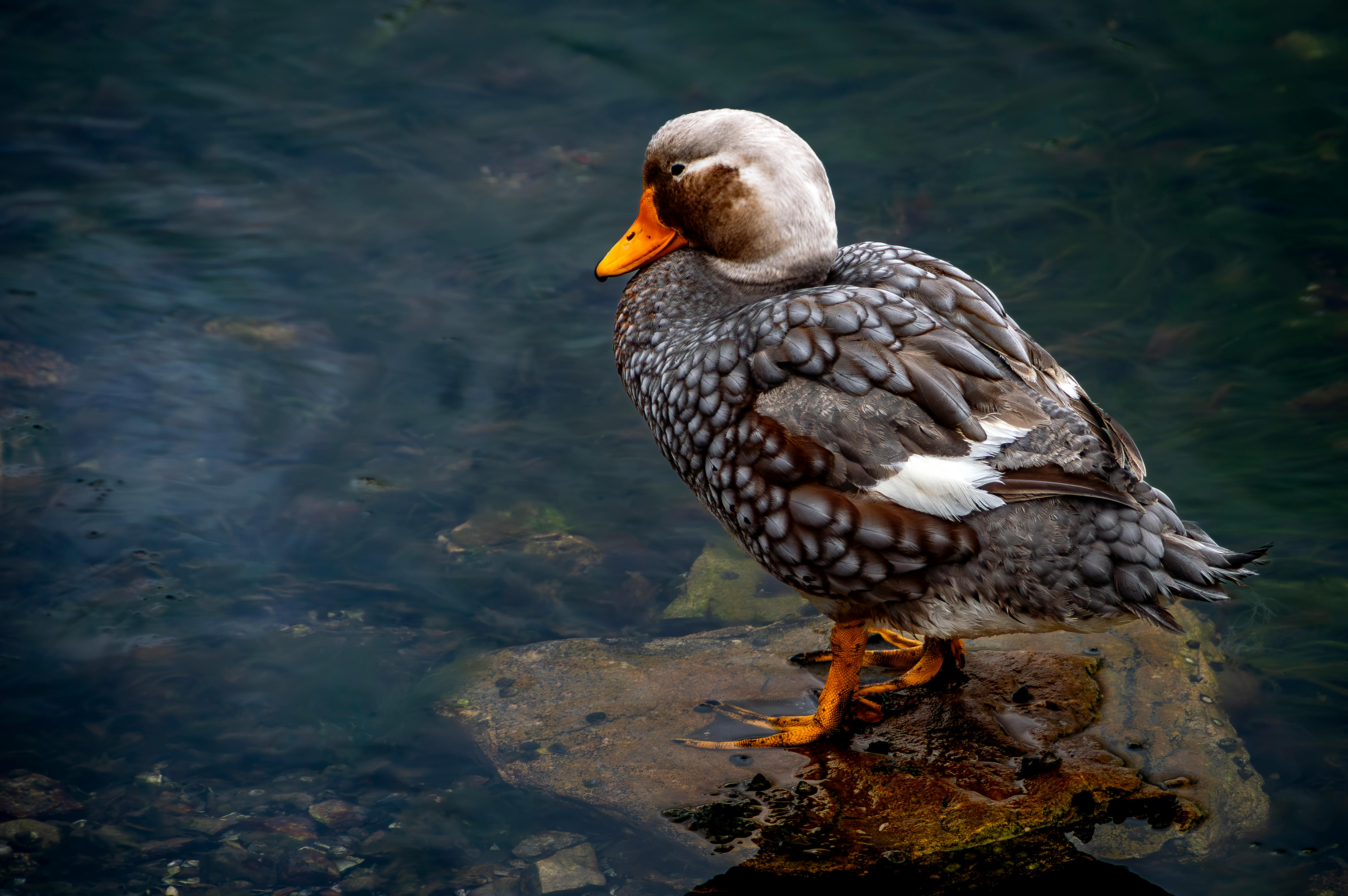 Flying Steamer Duck · Free Stock Photo