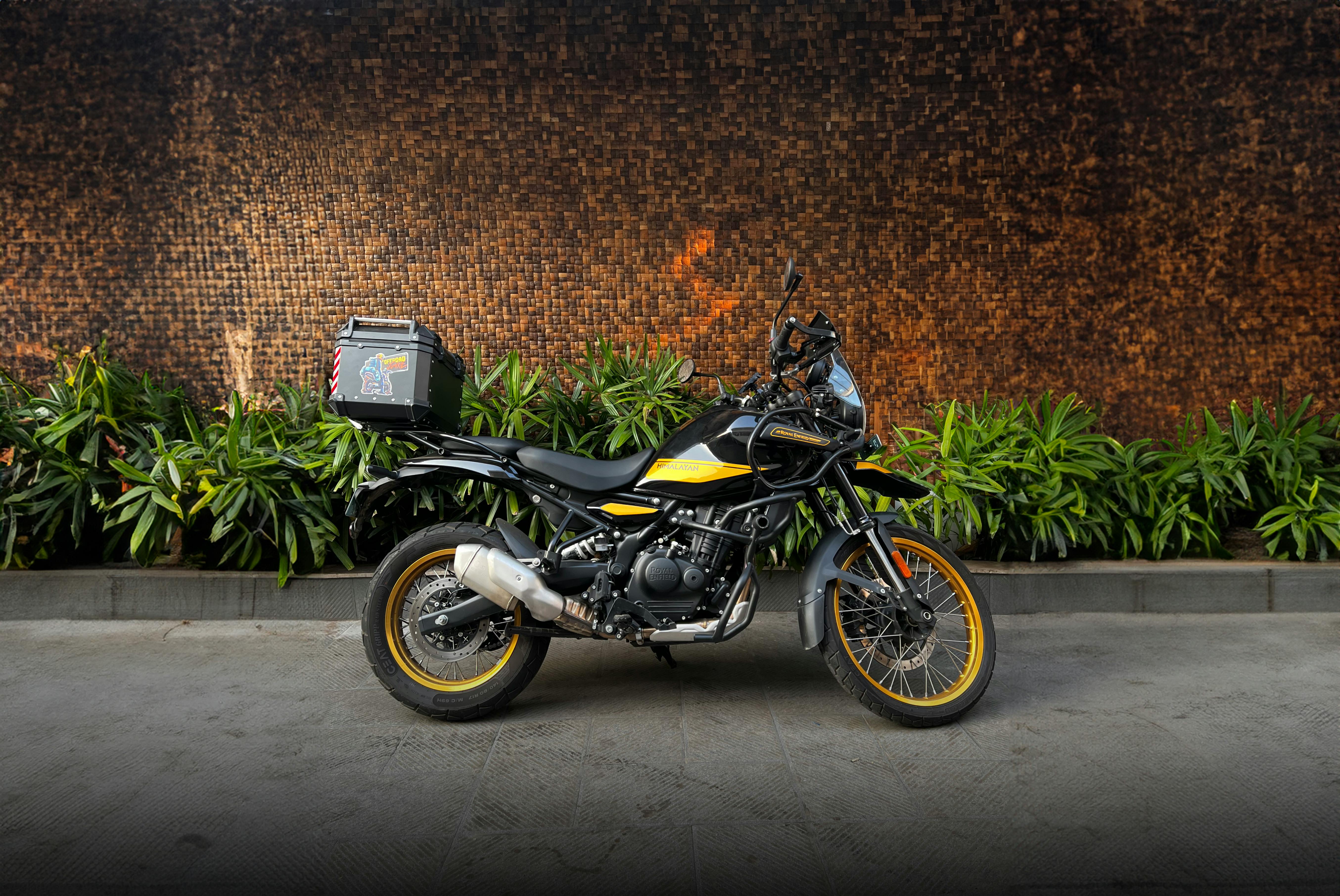 Himalayan Teilla Photos, Download The BEST Free Himalayan Teilla Stock ...