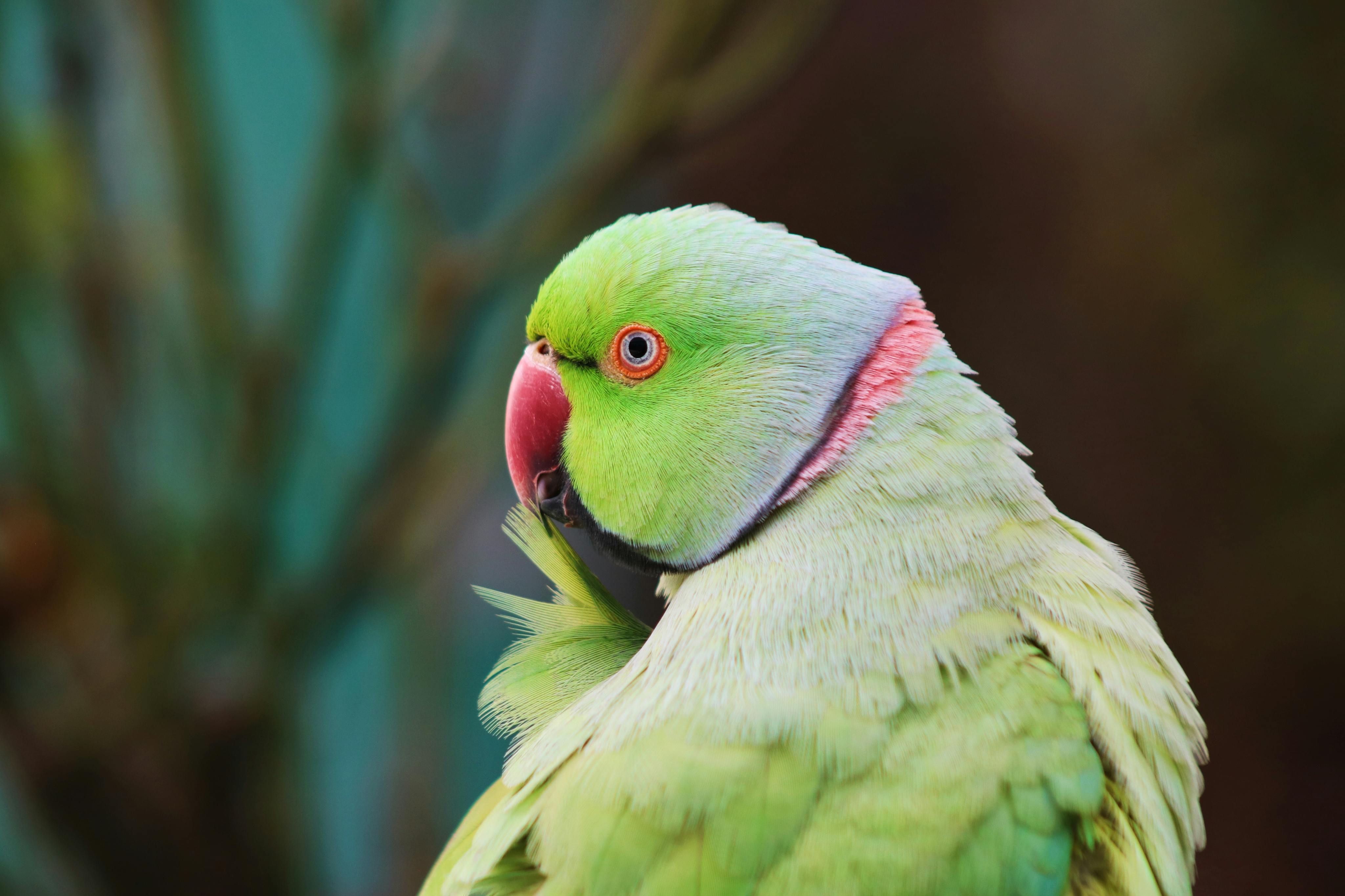 Rose-ring Parakeet · Free Stock Photo