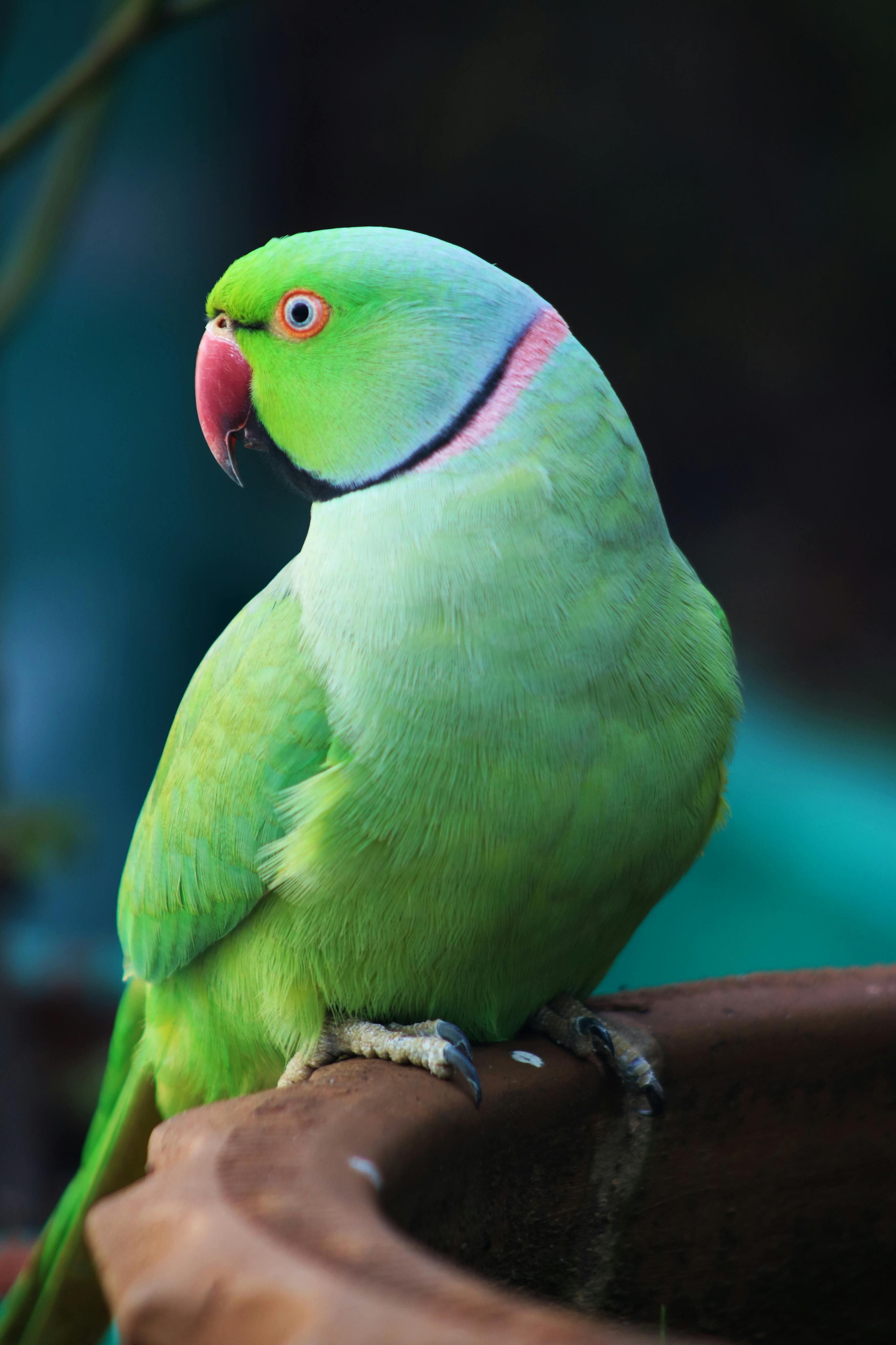 Rose-ring Parakeet · Free Stock Photo