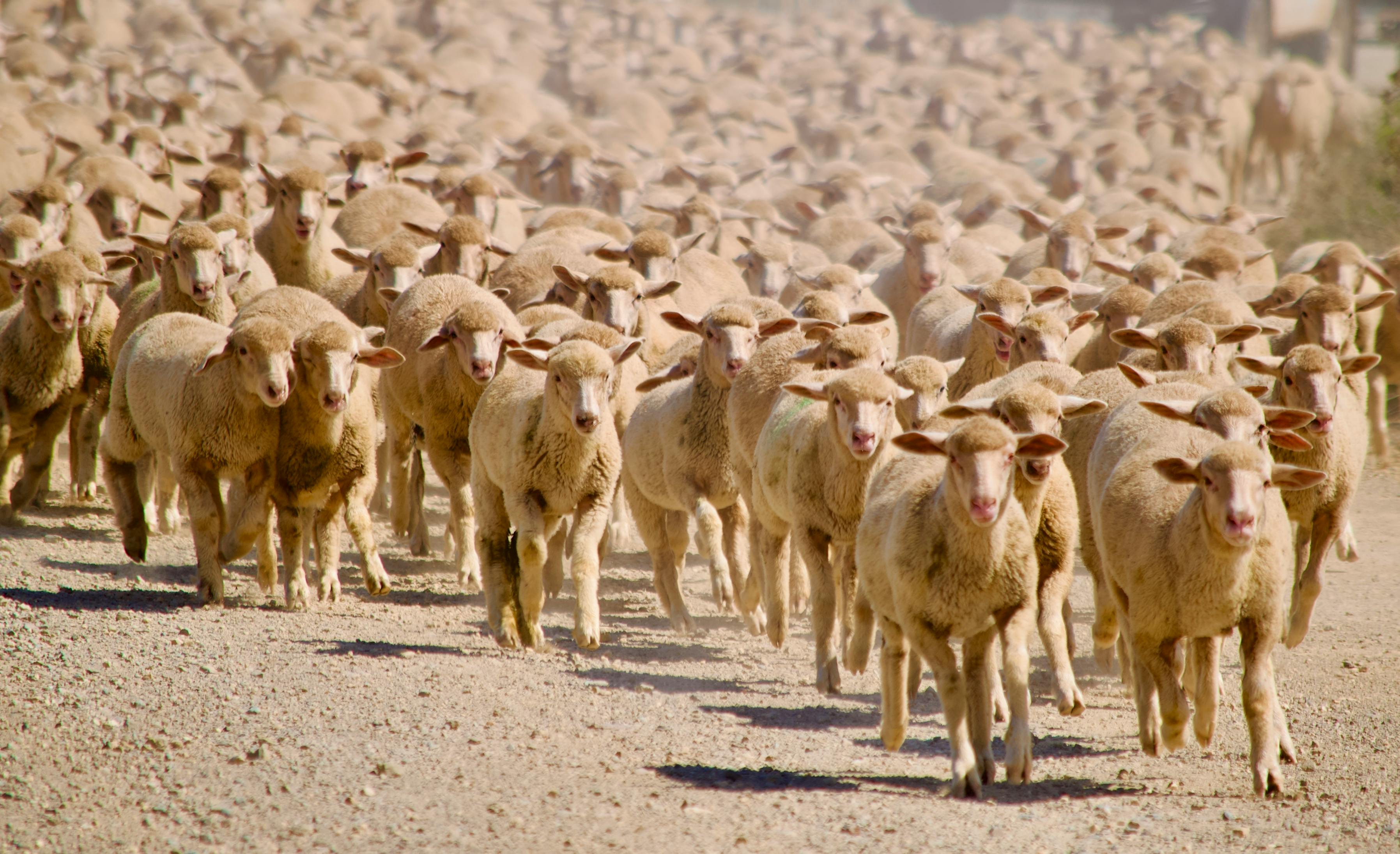 Mutton Photos, Download The BEST Free Mutton Stock Photos & HD Images