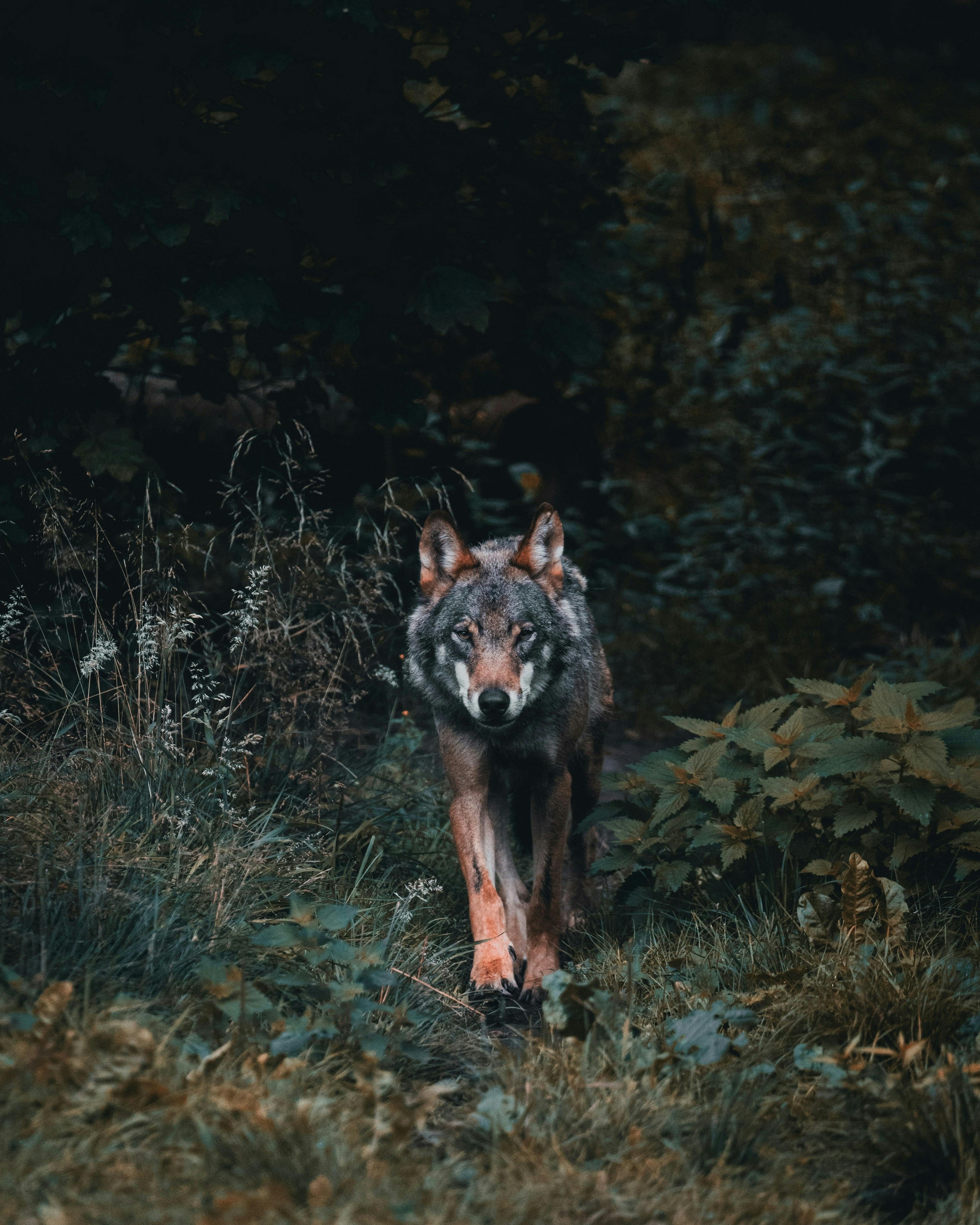 Red and Gray Wolf · Free Stock Photo