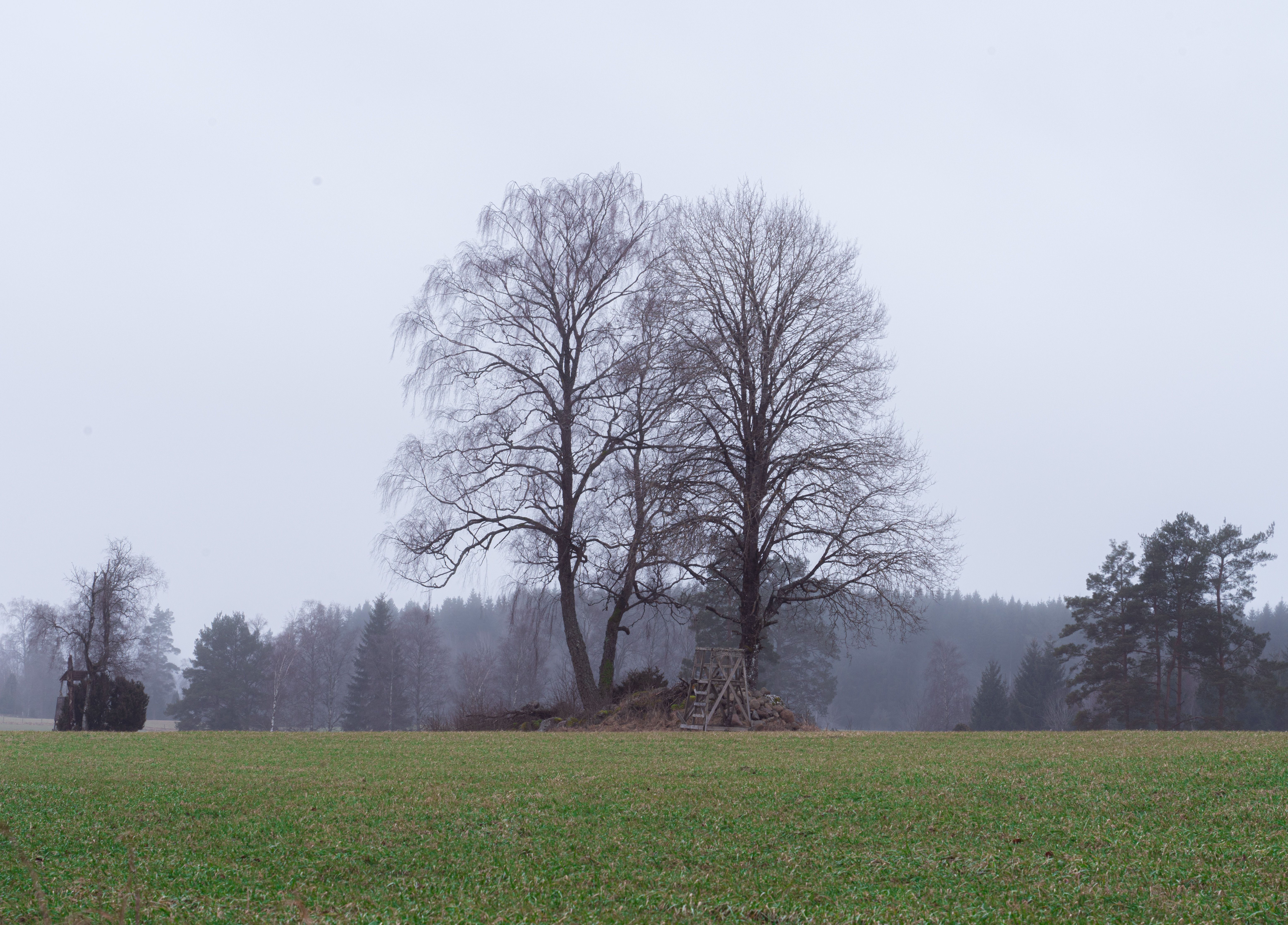 A field with two trees in the middle · Free Stock Photo