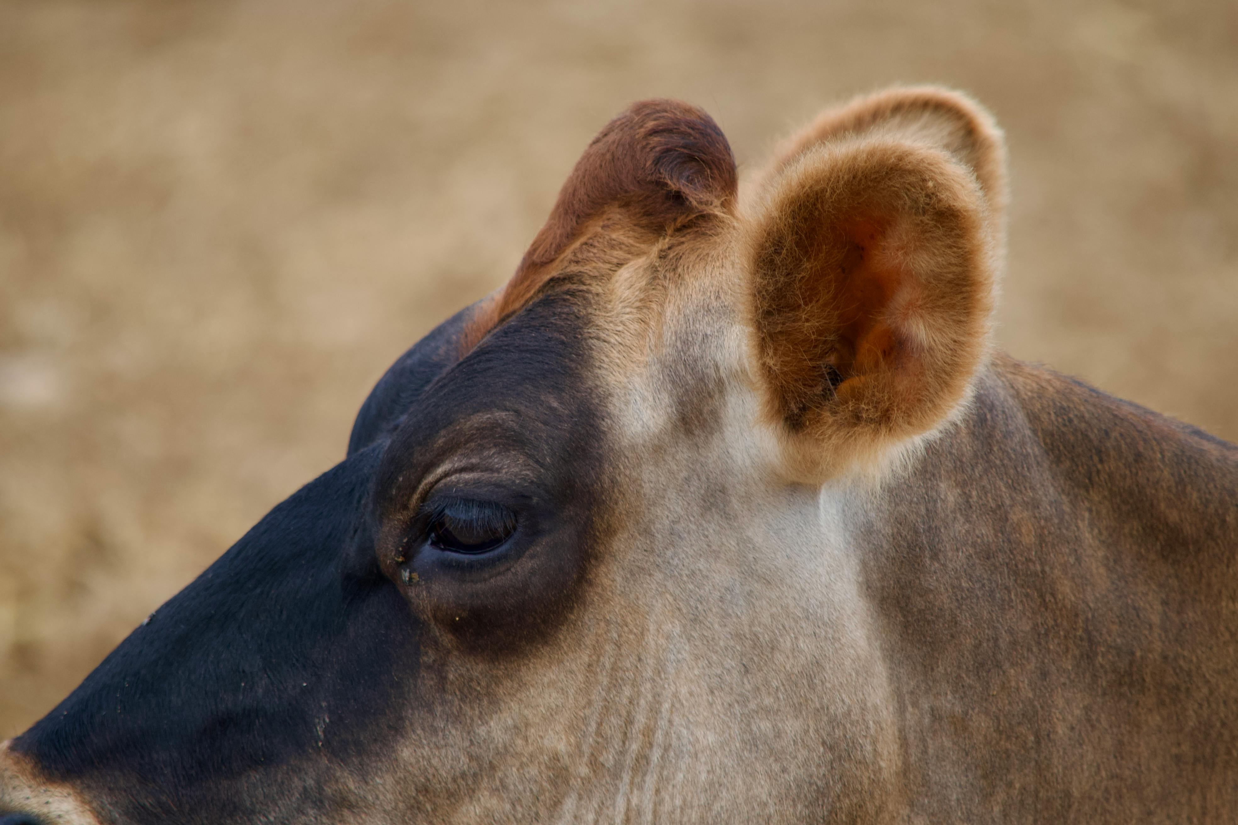 Head and Ears of Cow · Free Stock Photo