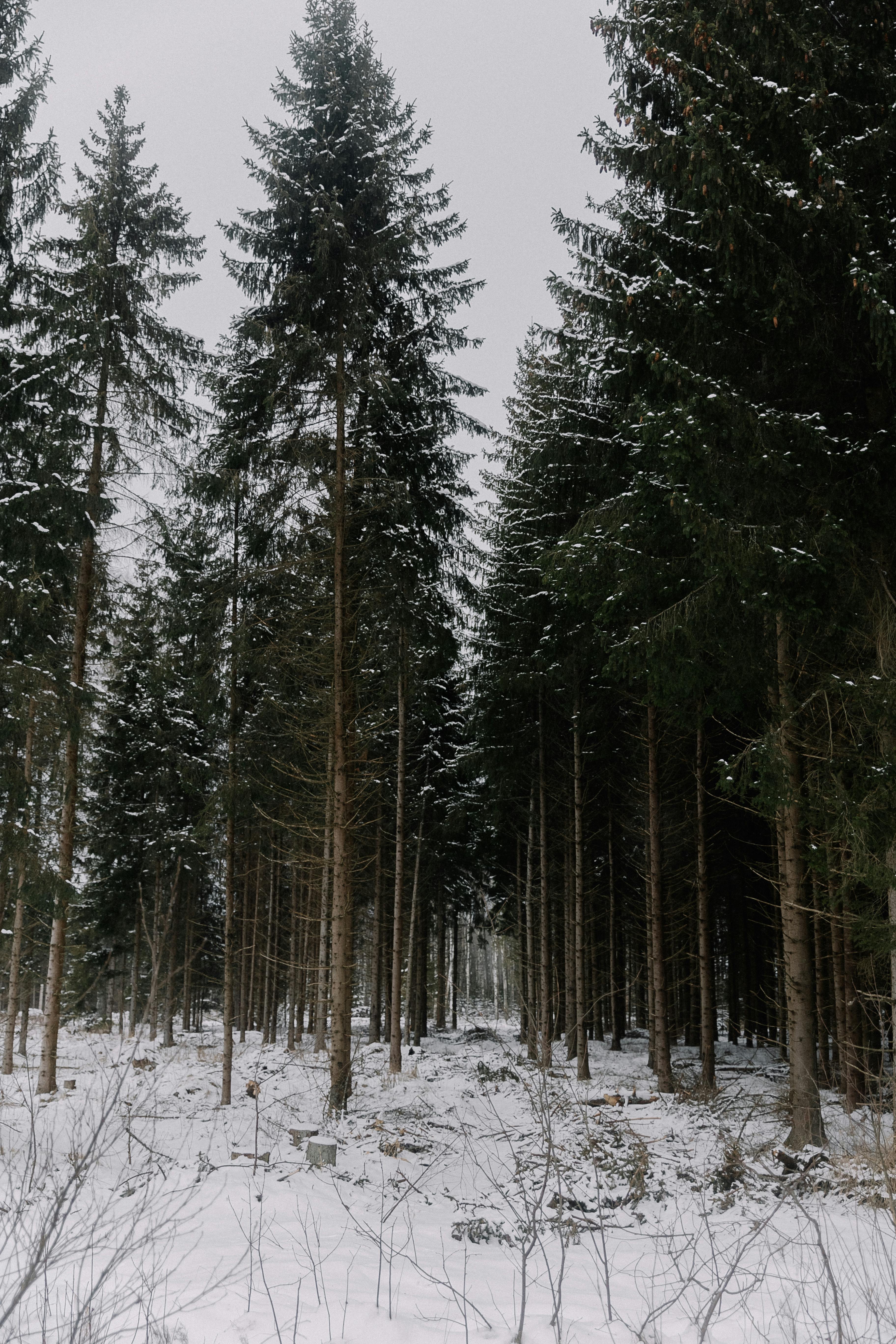 Evergreen Trees in Forest · Free Stock Photo