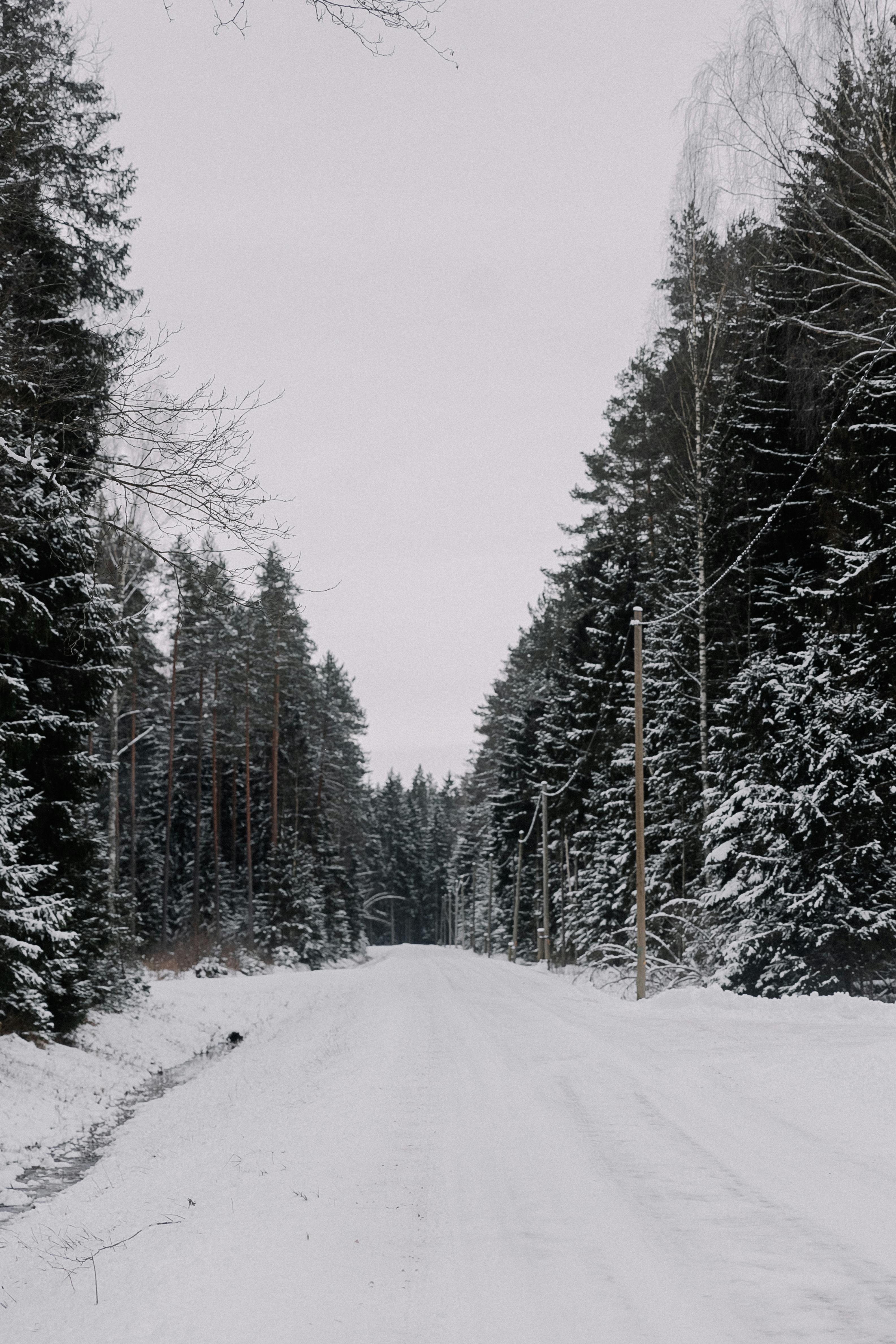 Ground Cover With Snow Near Trees at Daytime · Free Stock Photo