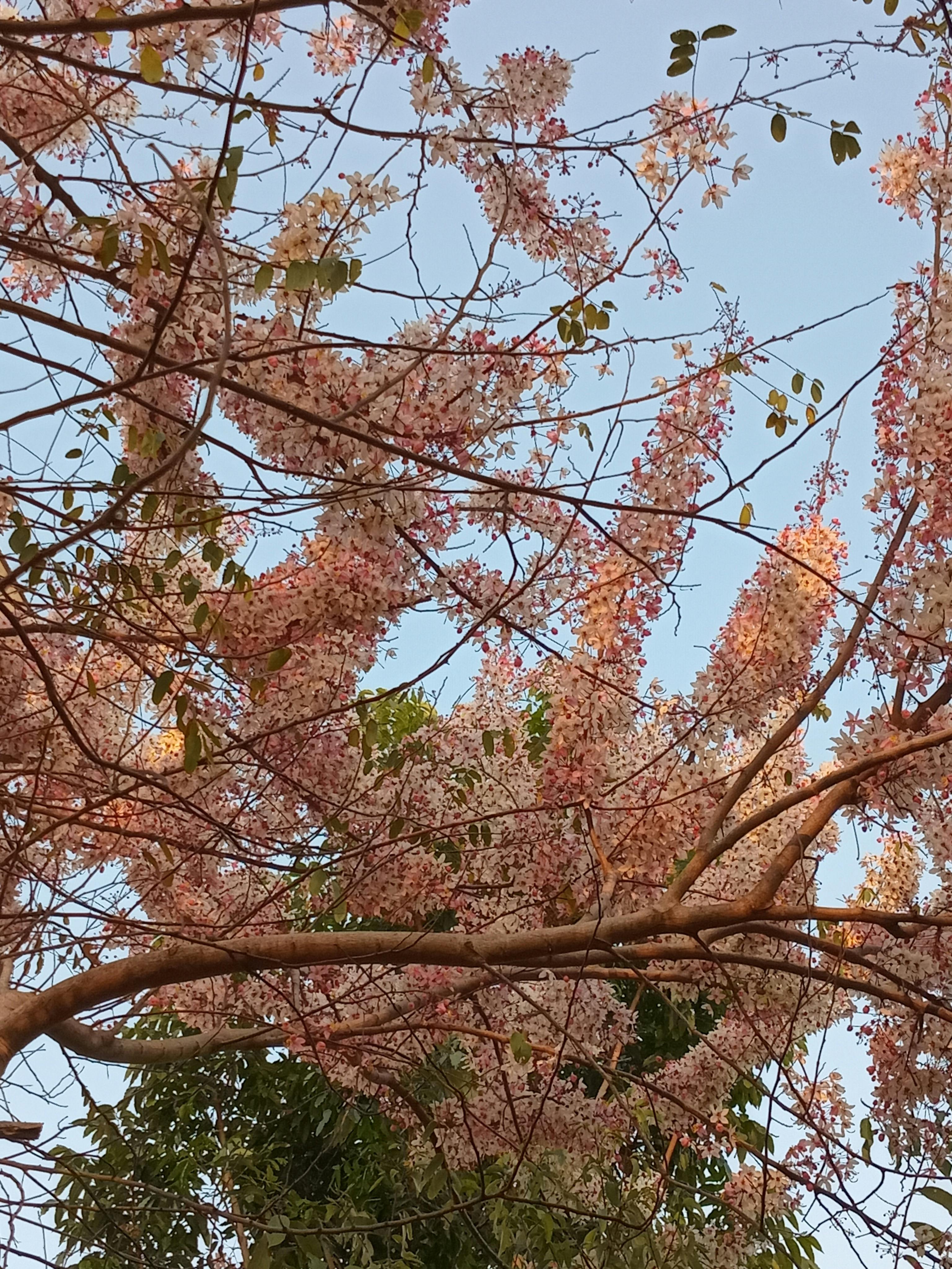 patcharee tangtiang – Fotografia