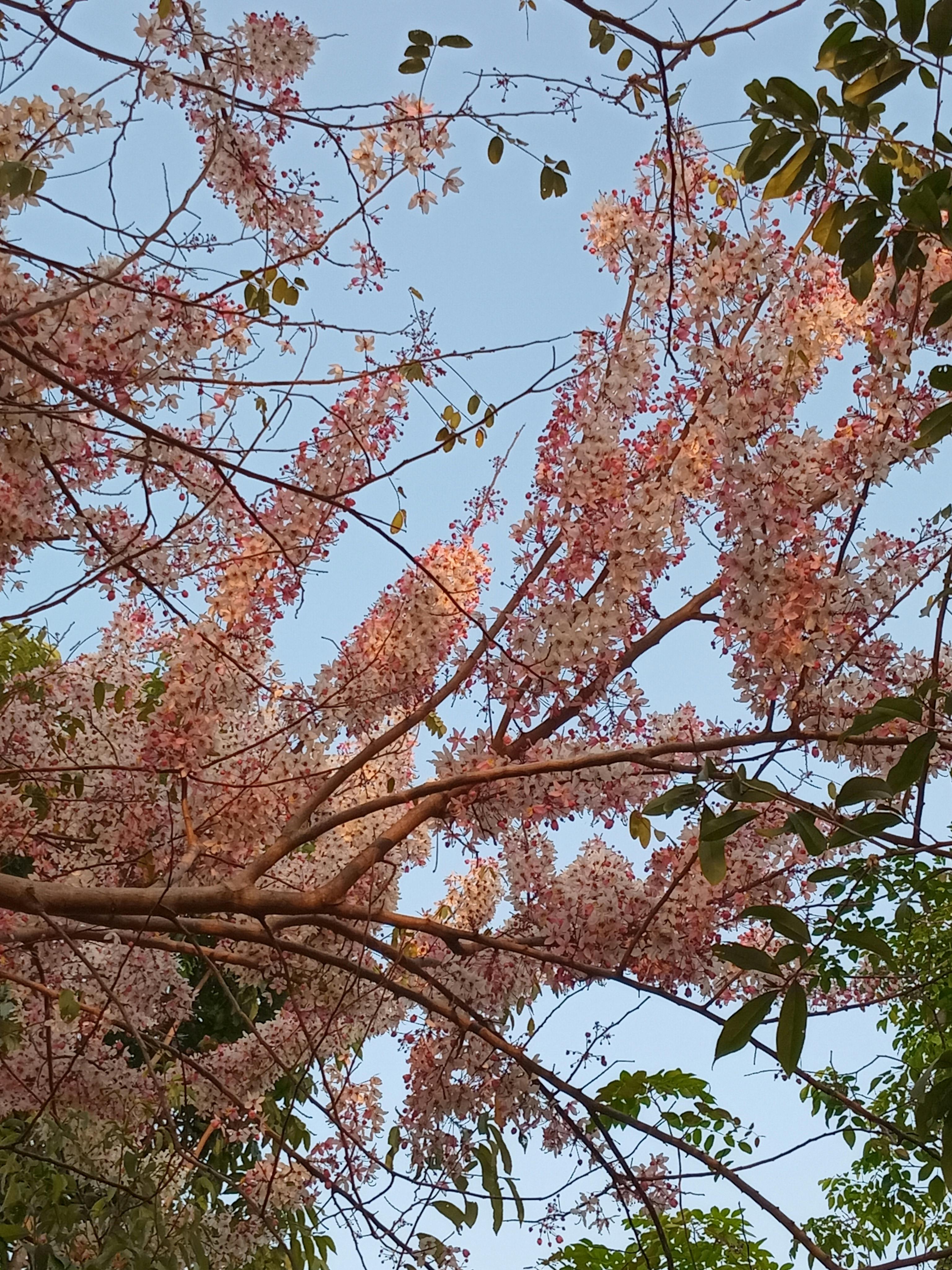 patcharee tangtiang – Fotografia