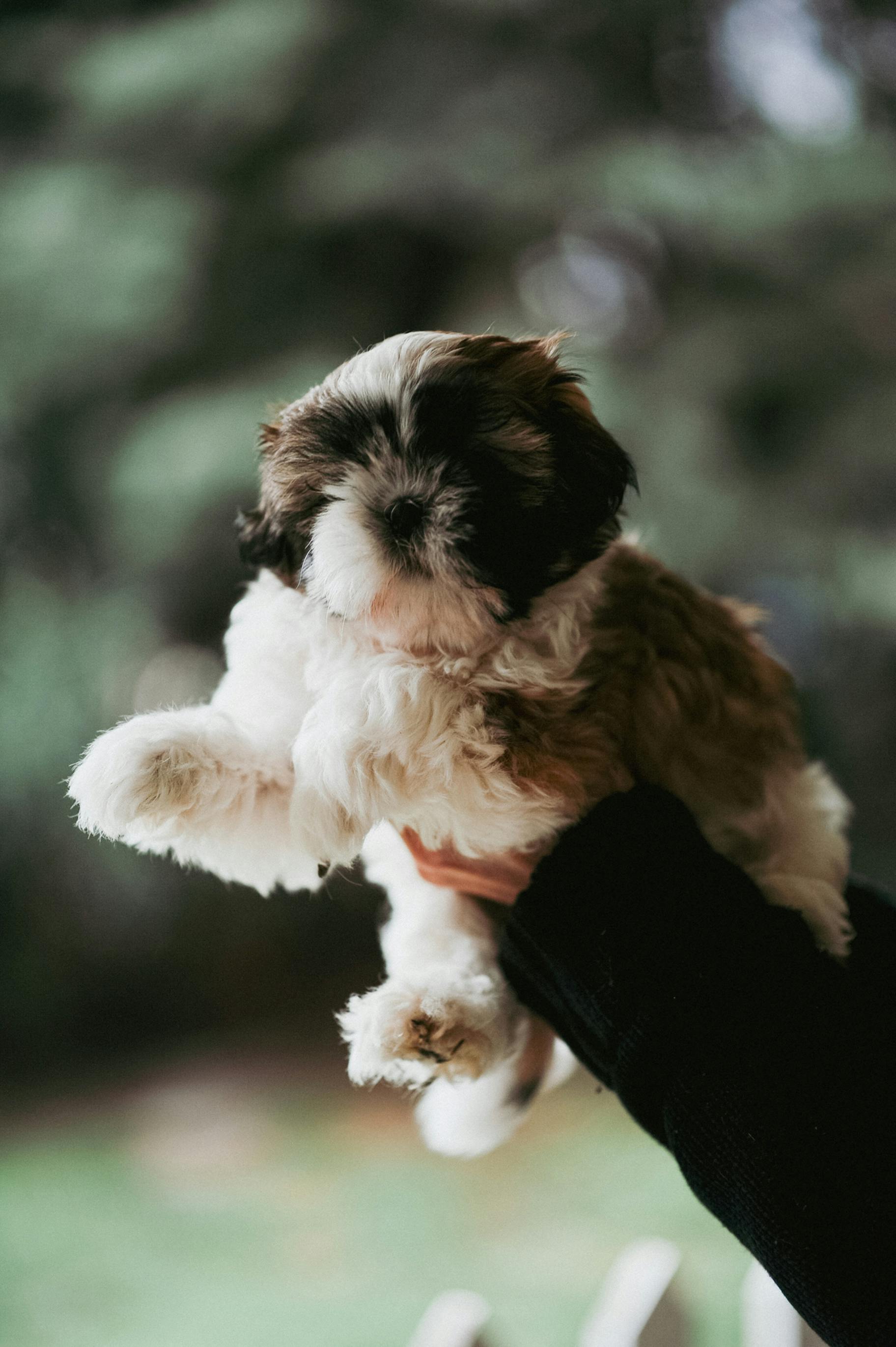 Shih Tzu puppies, Shih Tzu breed · Free Stock Photo