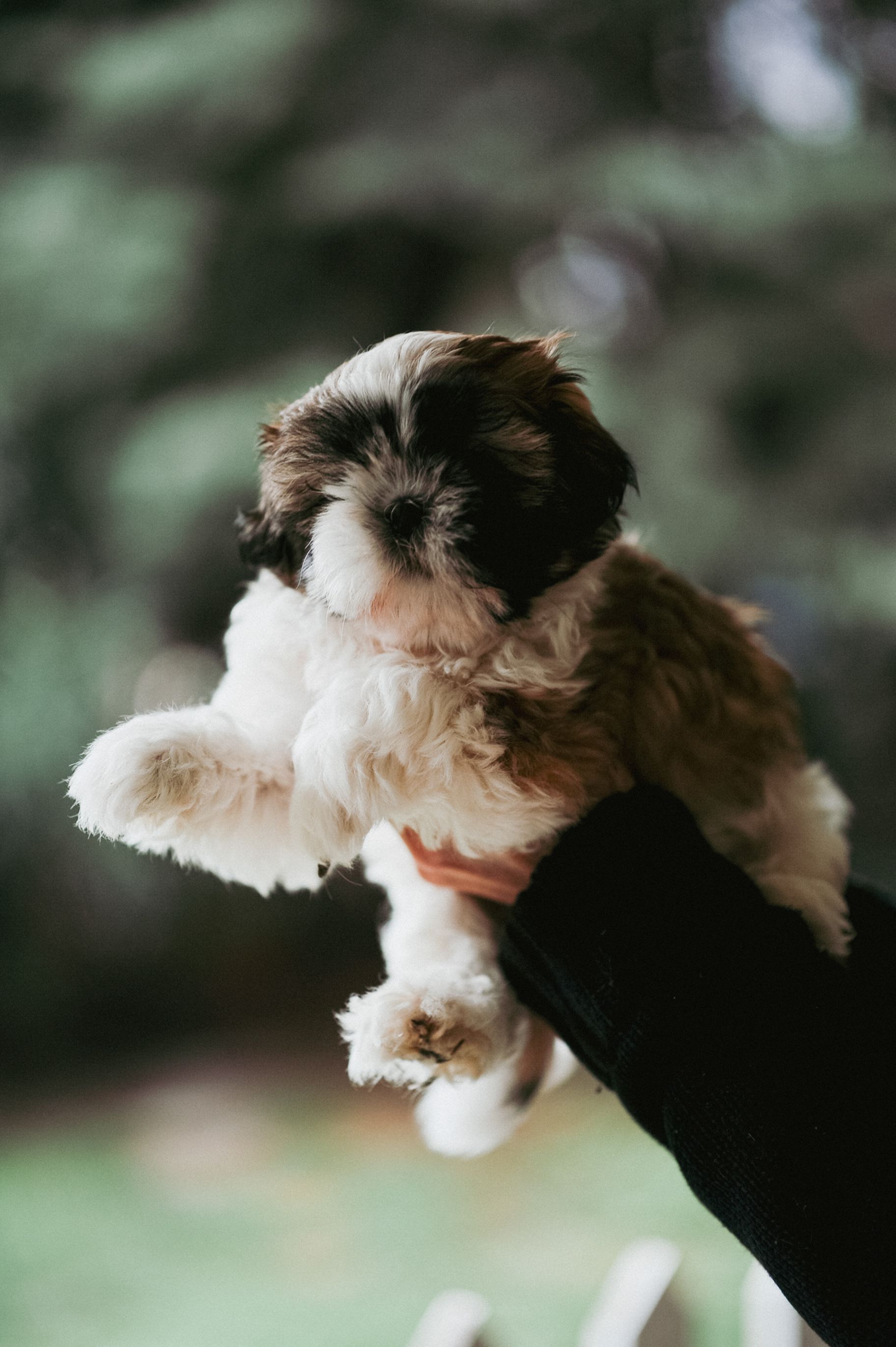 Hands Holding Puppy · Free Stock Photo