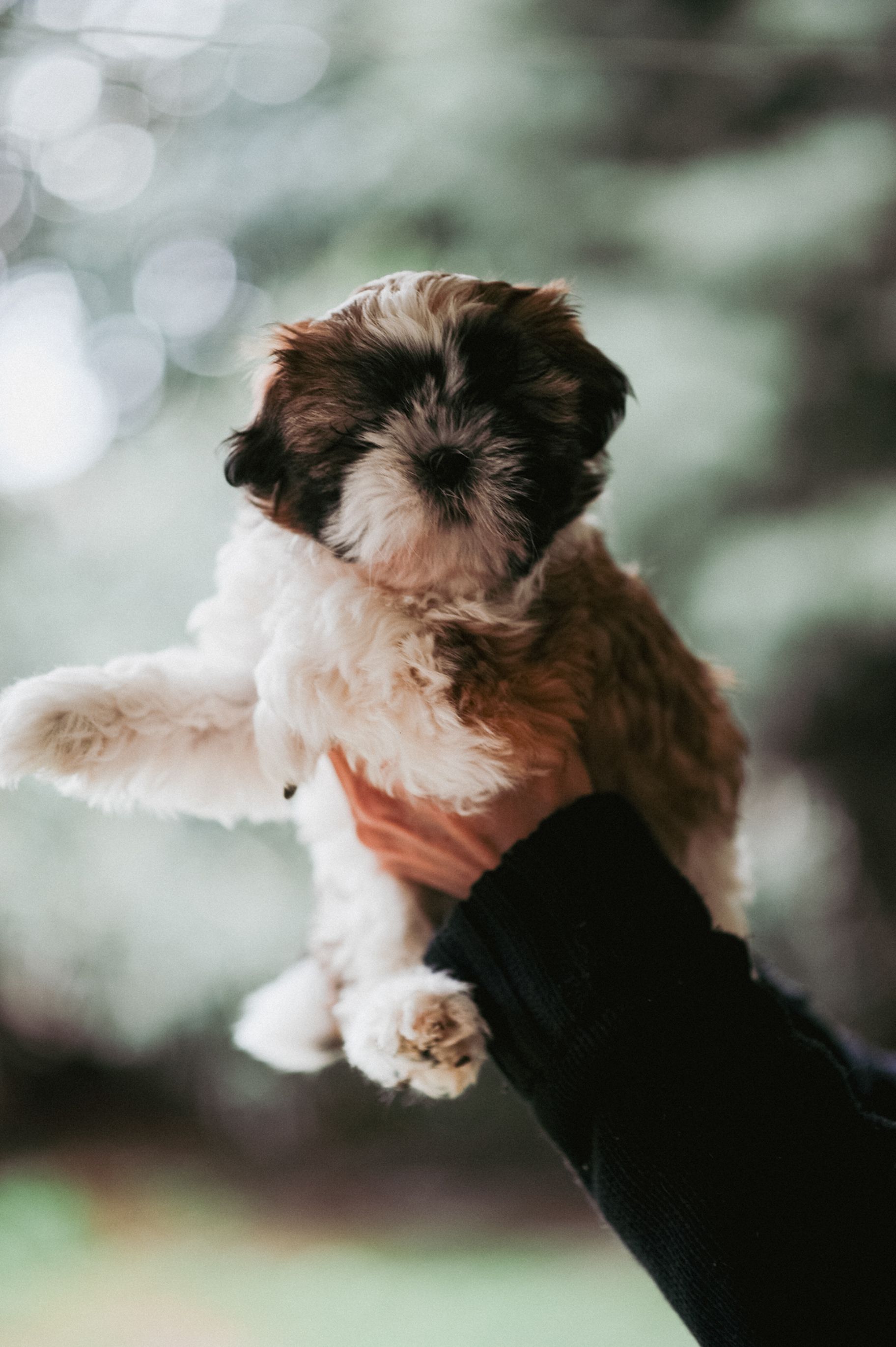 Panning Shot of a Running Shih Tzu · Free Stock Photo