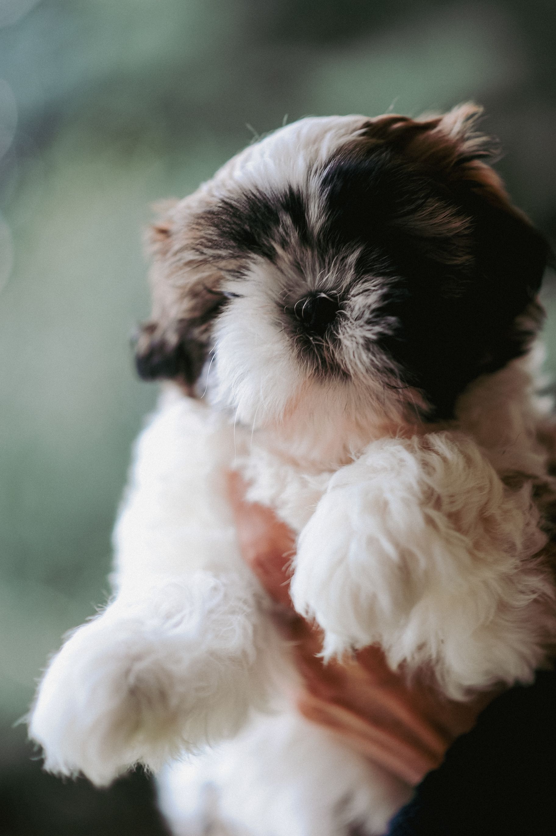 Shih Tzu puppies, Shih Tzu breed · Free Stock Photo