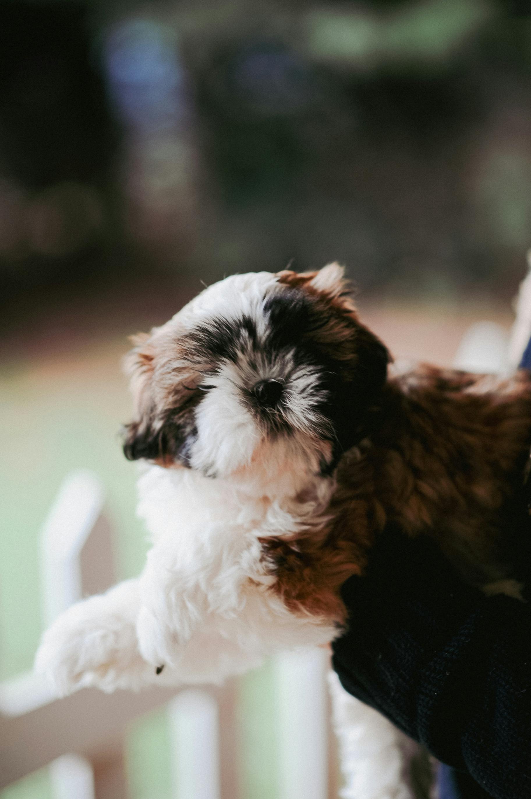 Vulnerable Downy Puppy · Free Stock Photo