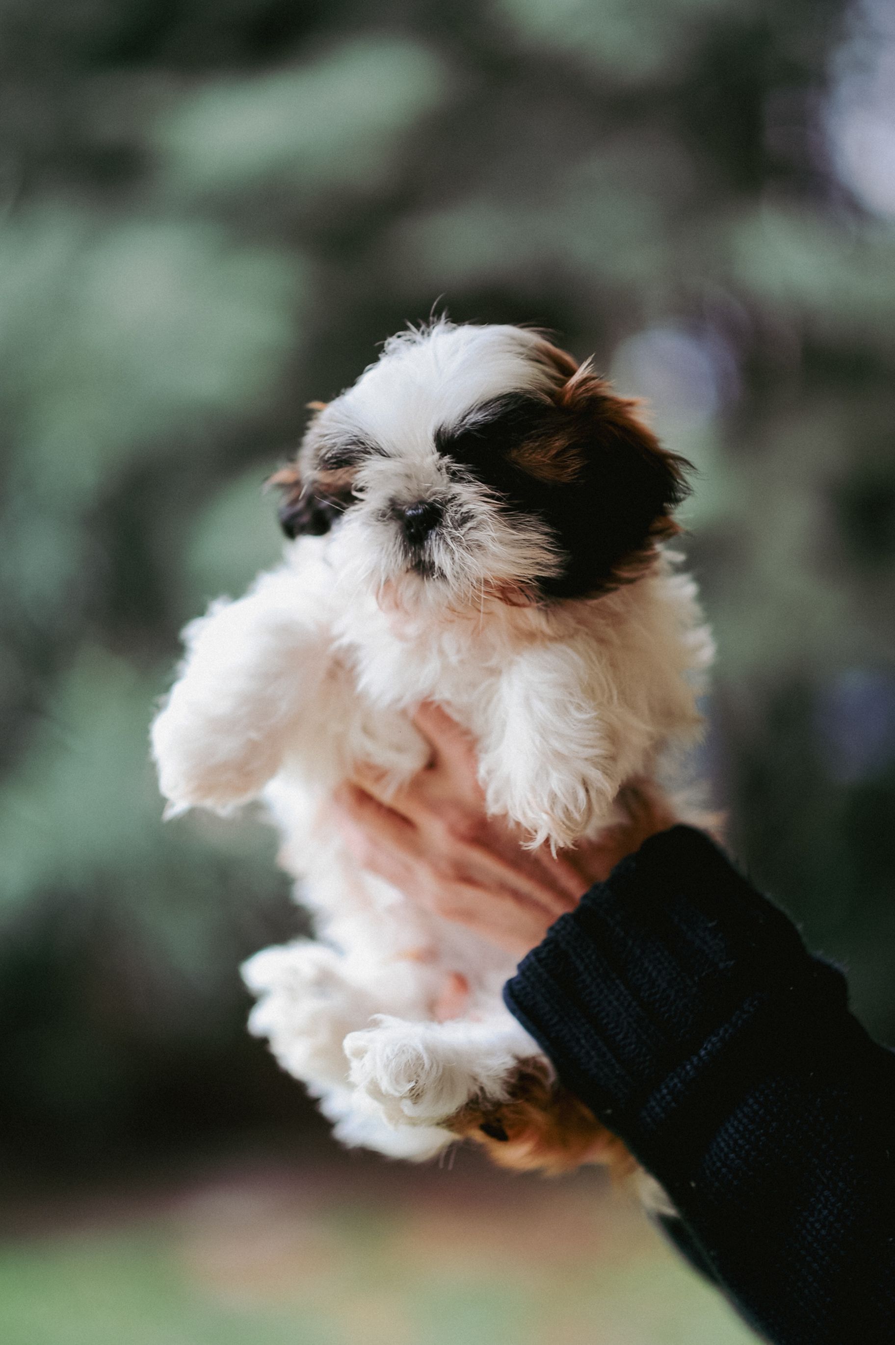 Hand Holding Puppy · Free Stock Photo