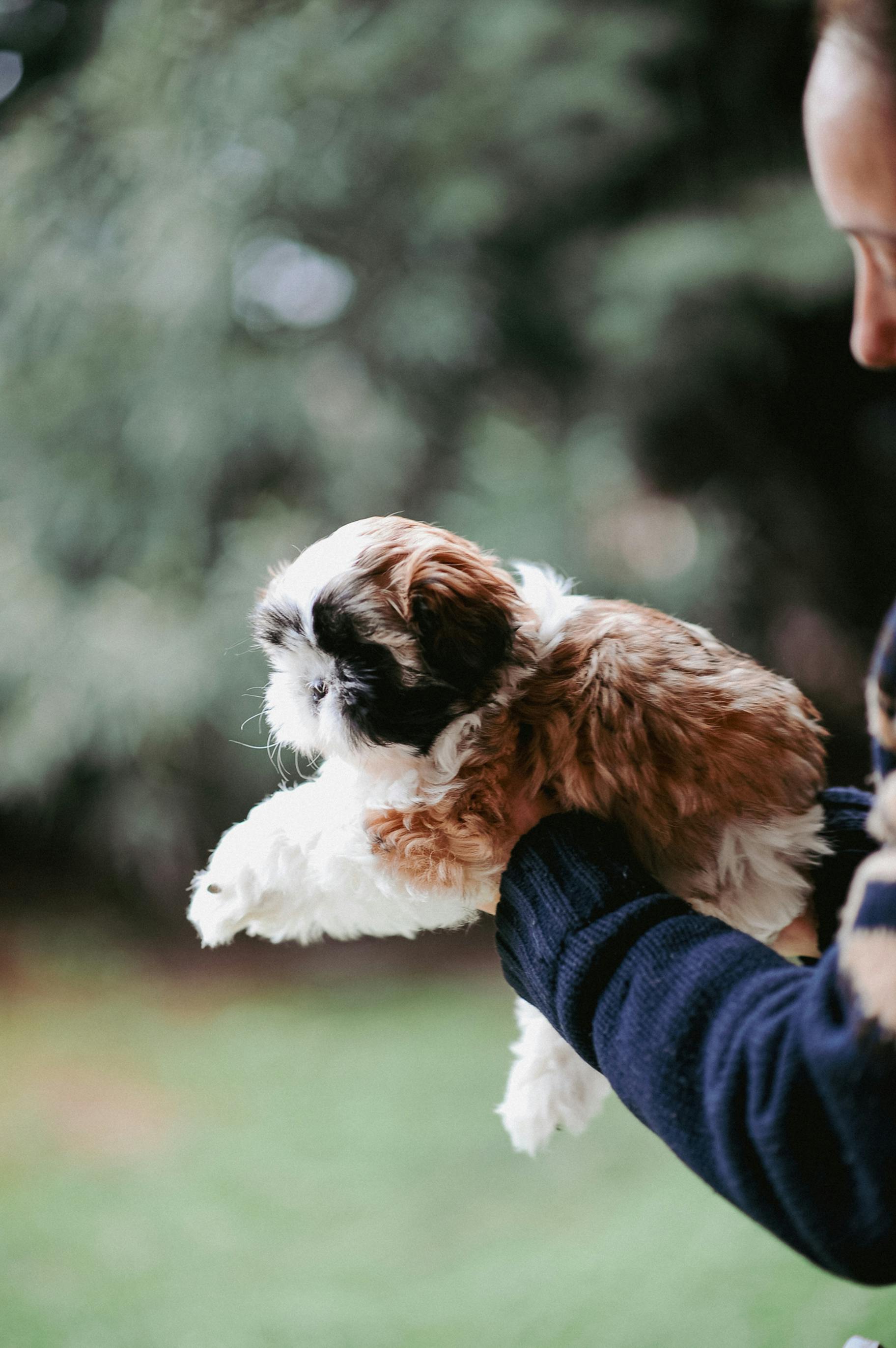 Selective Focus Photography of White and Tan Shih Tzu Puppy Carrying by ...
