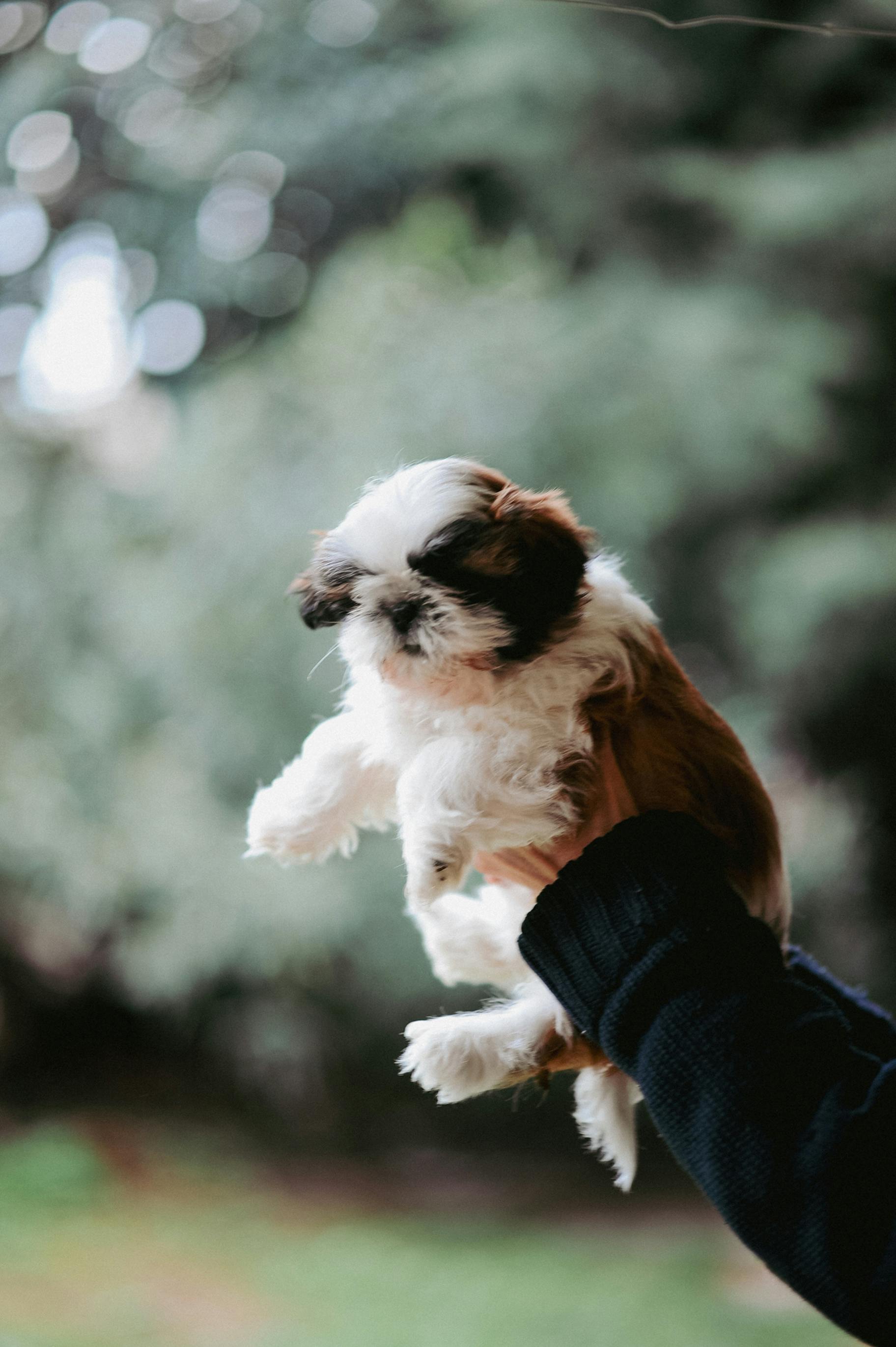 Selective Focus Photography of White and Tan Shih Tzu Puppy Carrying by ...
