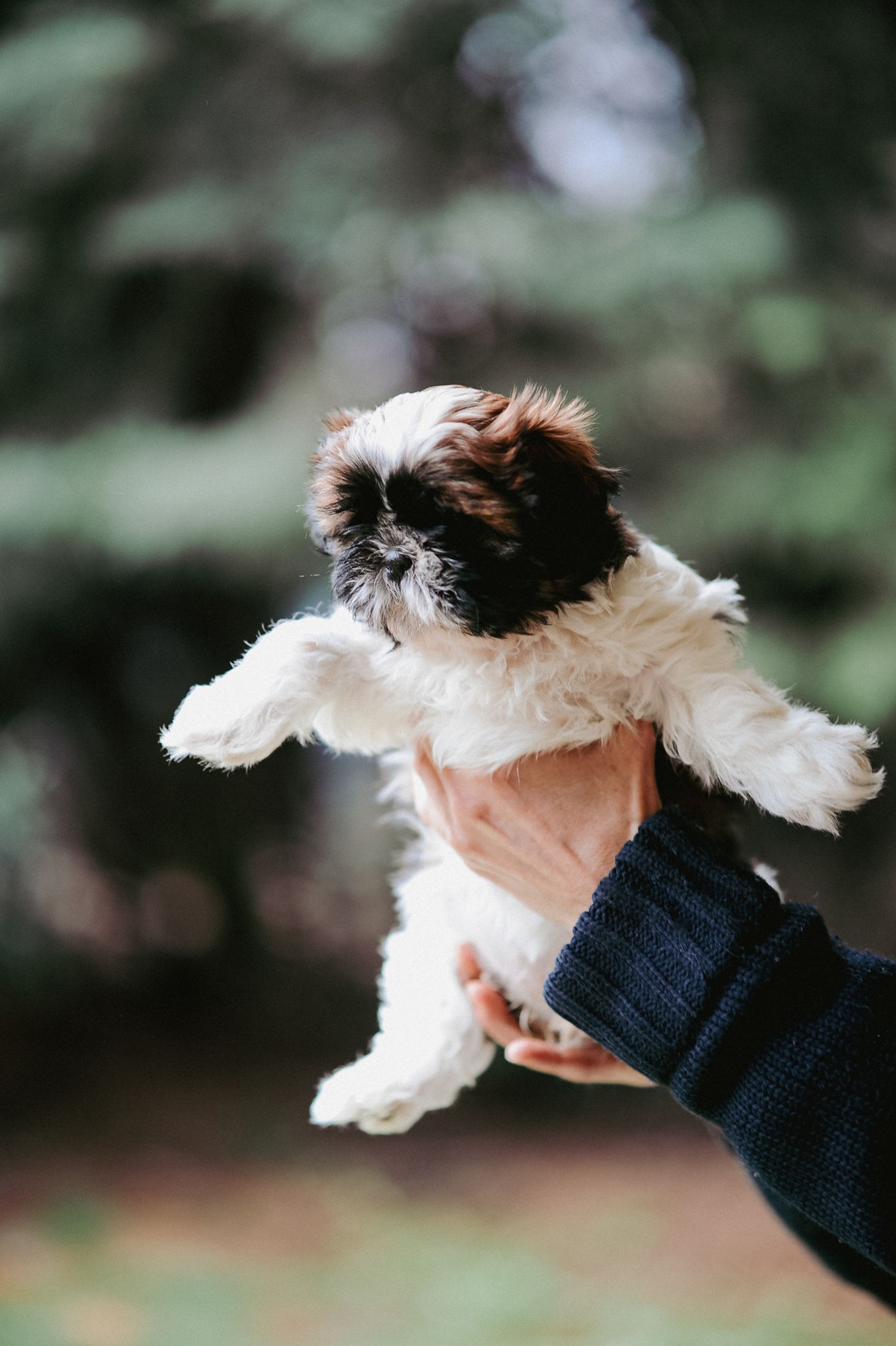 Shih Tzu puppies, Shih Tzu breed · Free Stock Photo