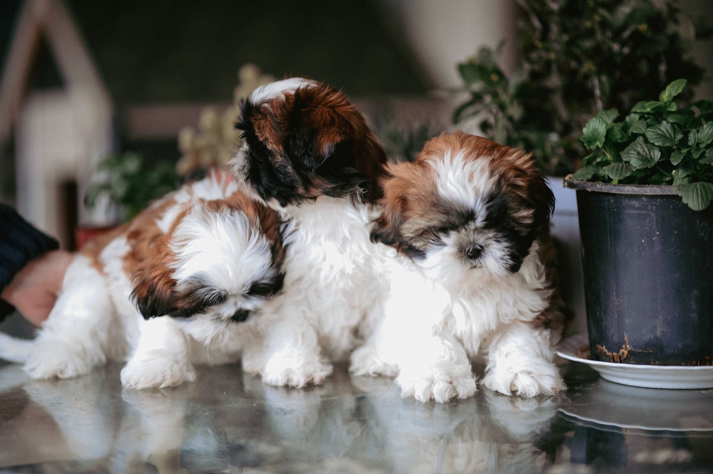 Shih Tzu Stomach Issues: Preventing Common Health Risks