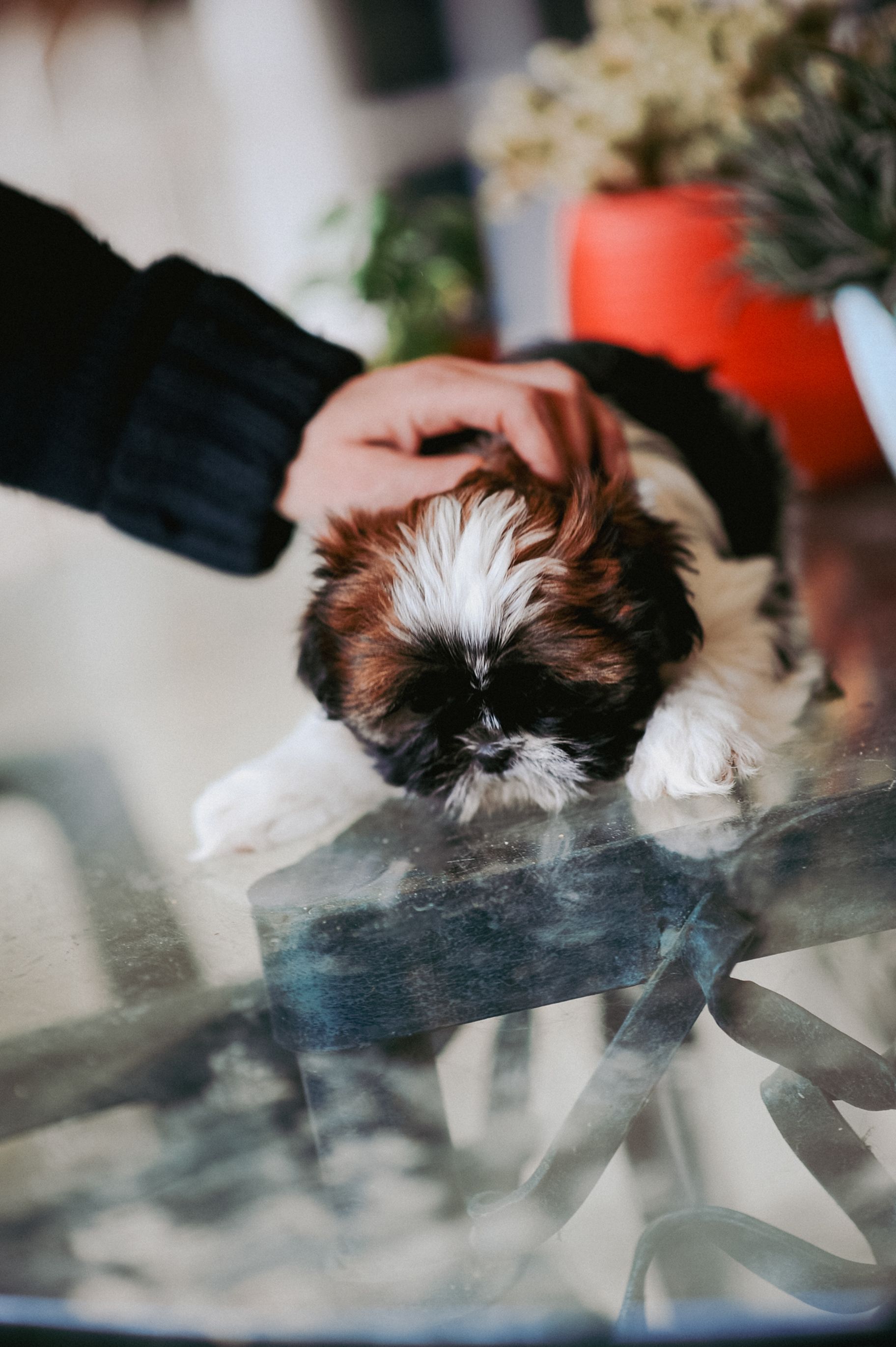 Shih Tzu puppies, Shih Tzu breed · Free Stock Photo