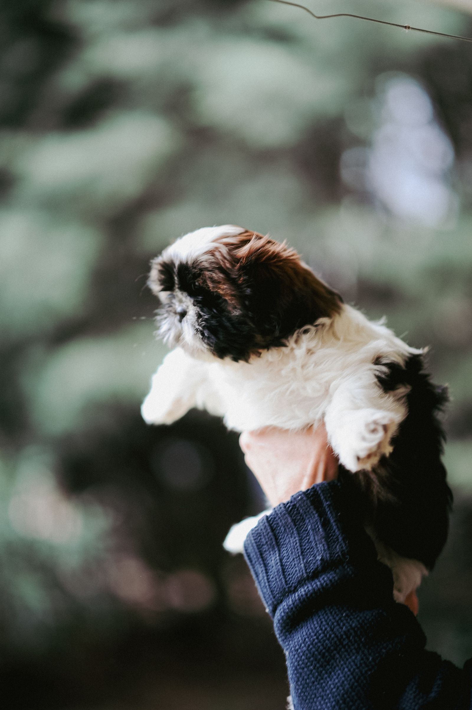Person Holding A Dog Photos, Download The BEST Free Person Holding A ...
