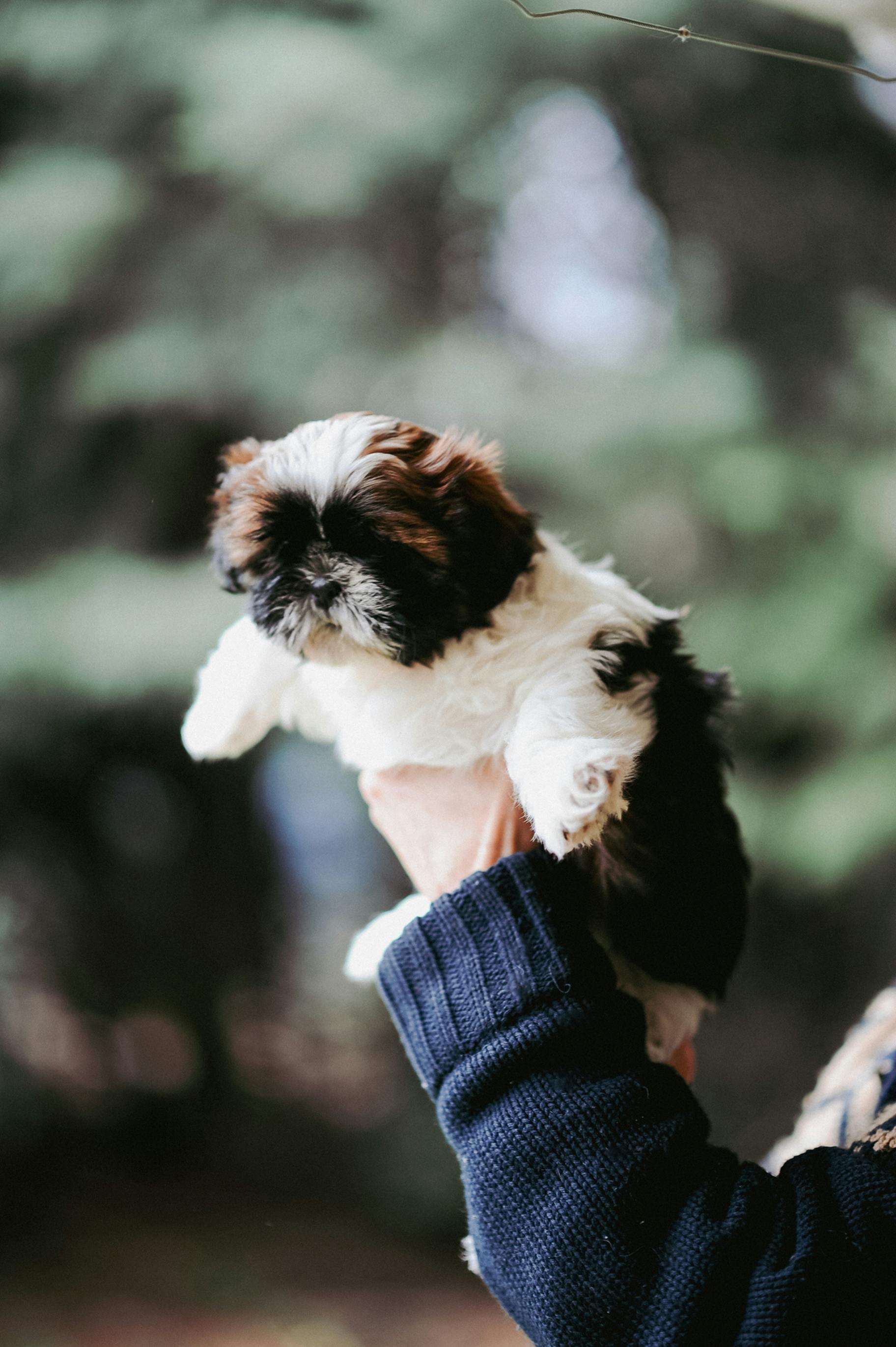 Fondo De Pantalla Shih Tzu Photos, Download The BEST Free Fondo De ...