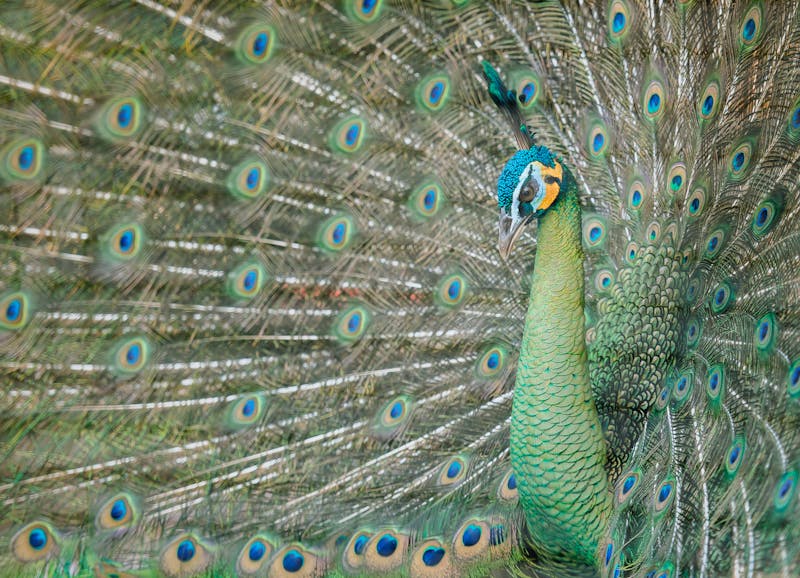 Peacock Full Photos, Download The BEST Free Peacock Full Stock Photos ...