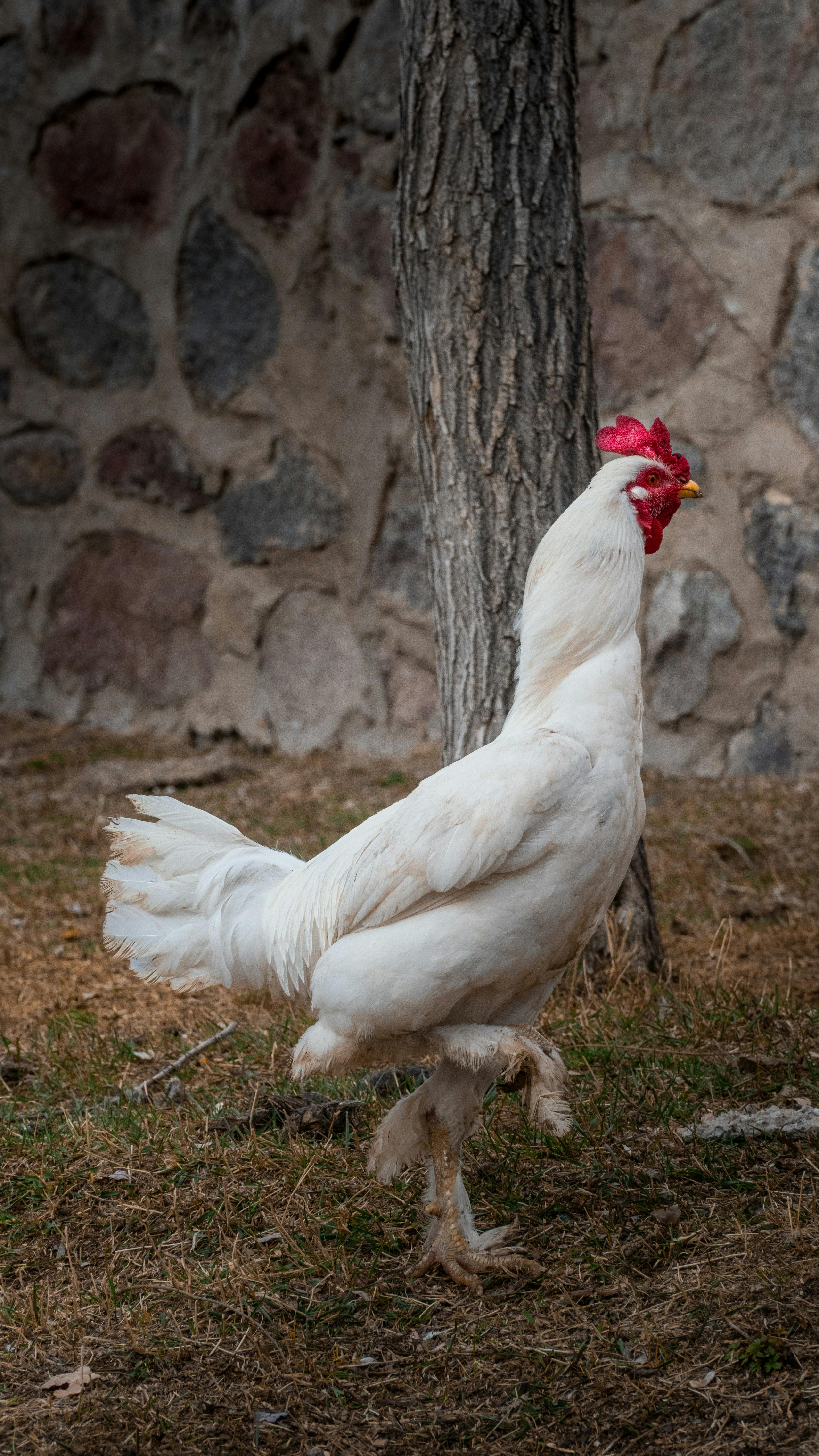 White Hen near Tree · Free Stock Photo